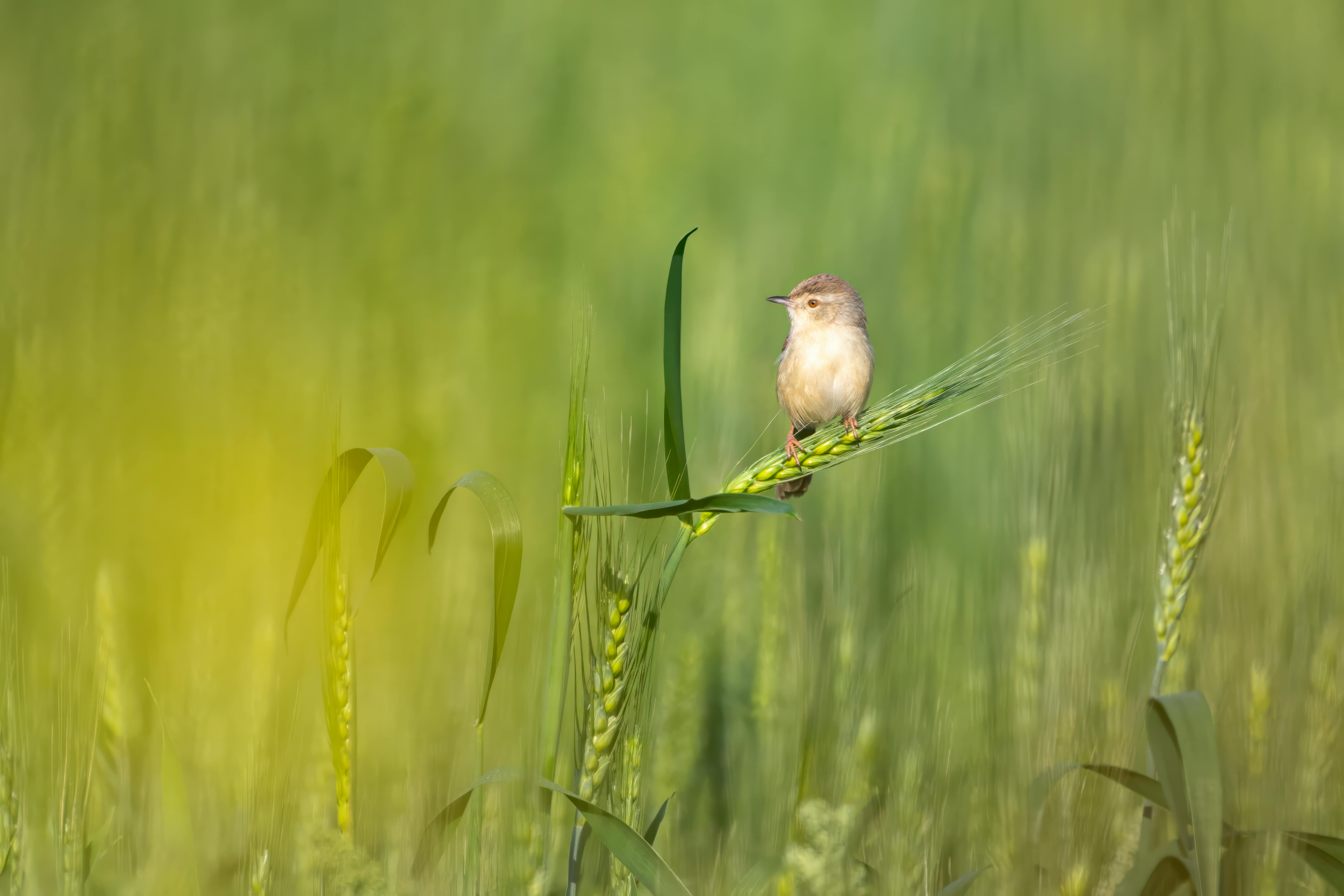 Graceful Prinia Bird on Field · Free Stock Photo