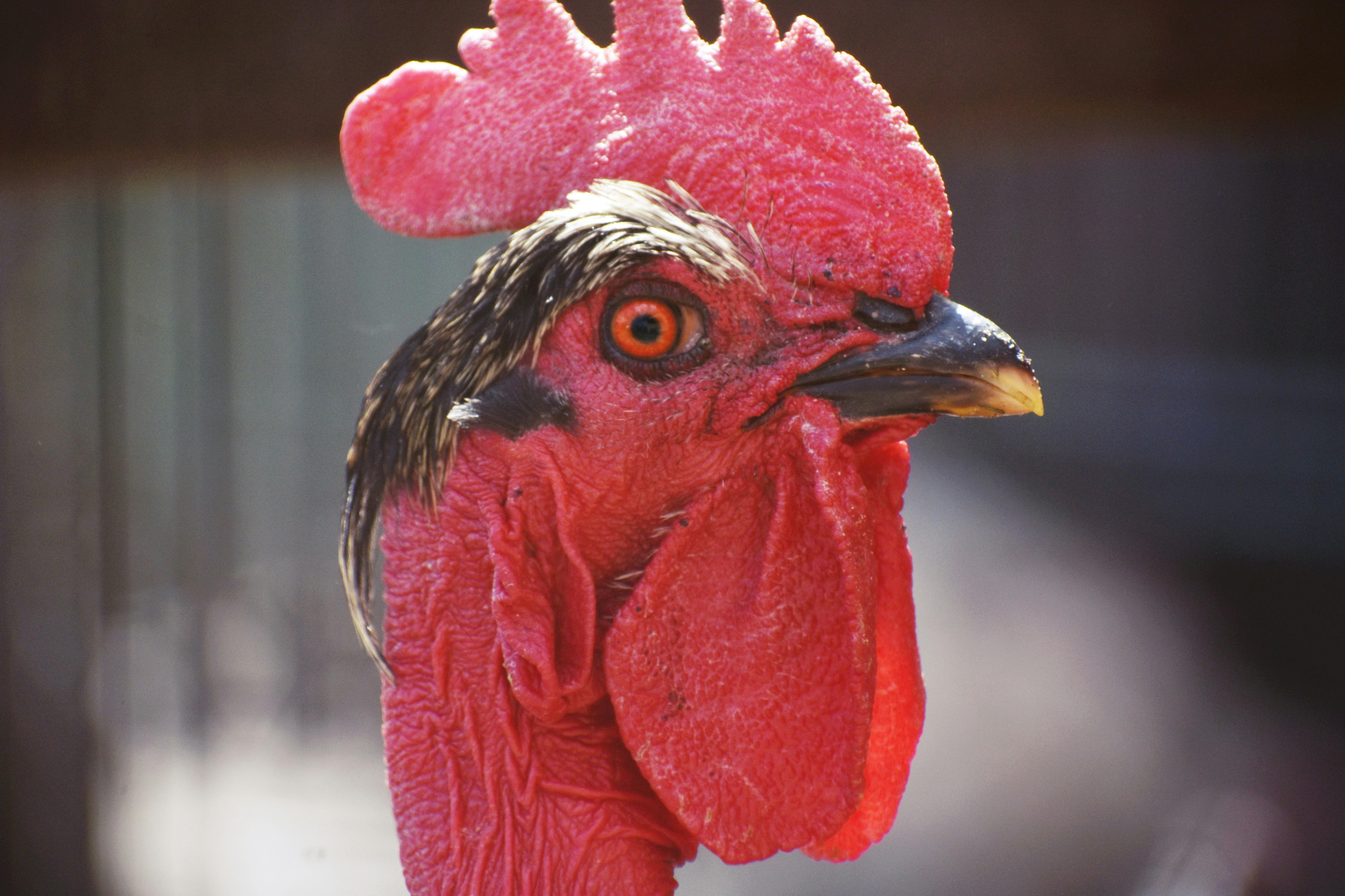 Close-Up Photo of Rooster · Free Stock Photo