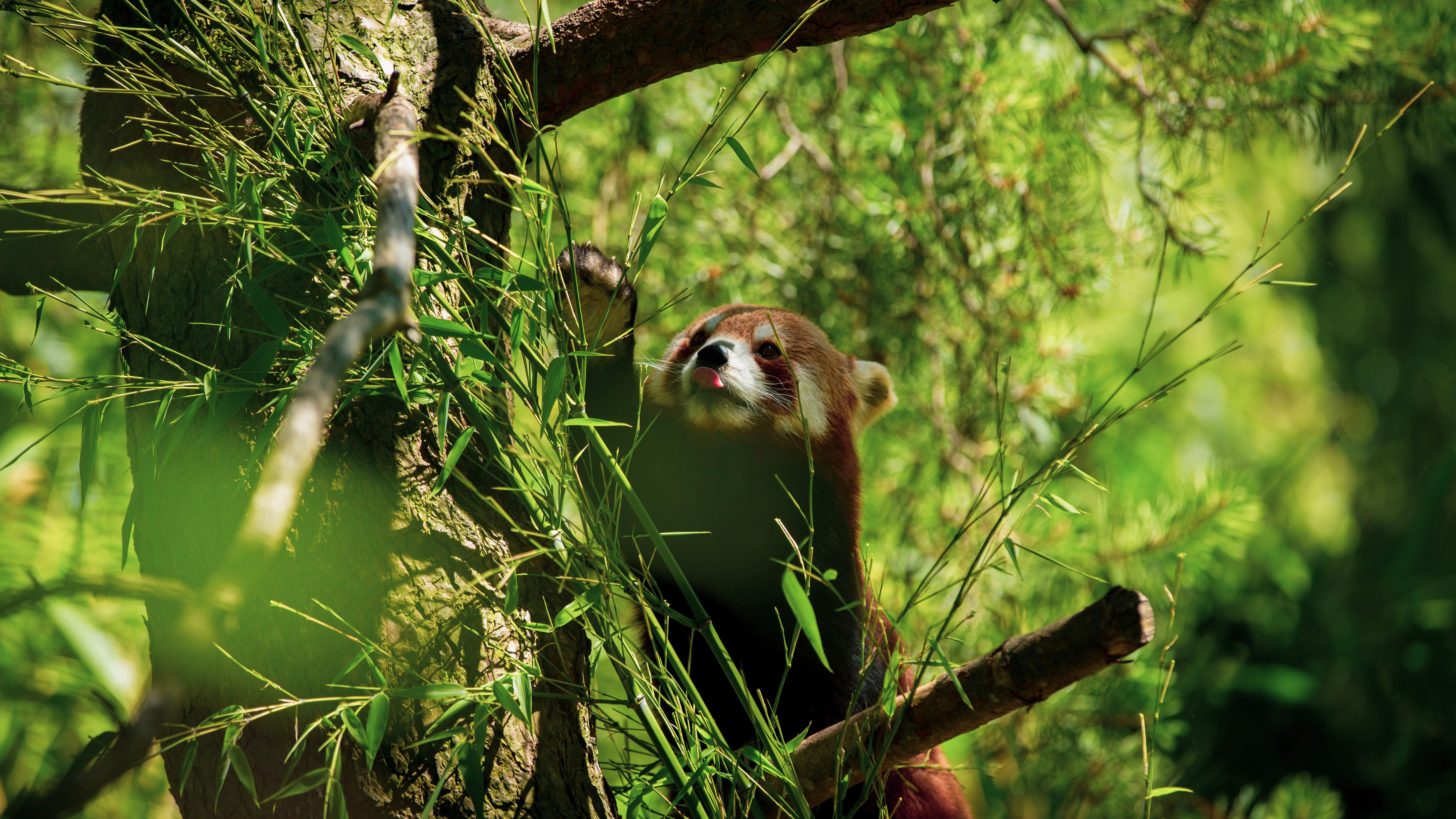 Red Koala Standing on a Bamboo Tree · Free Stock Photo
