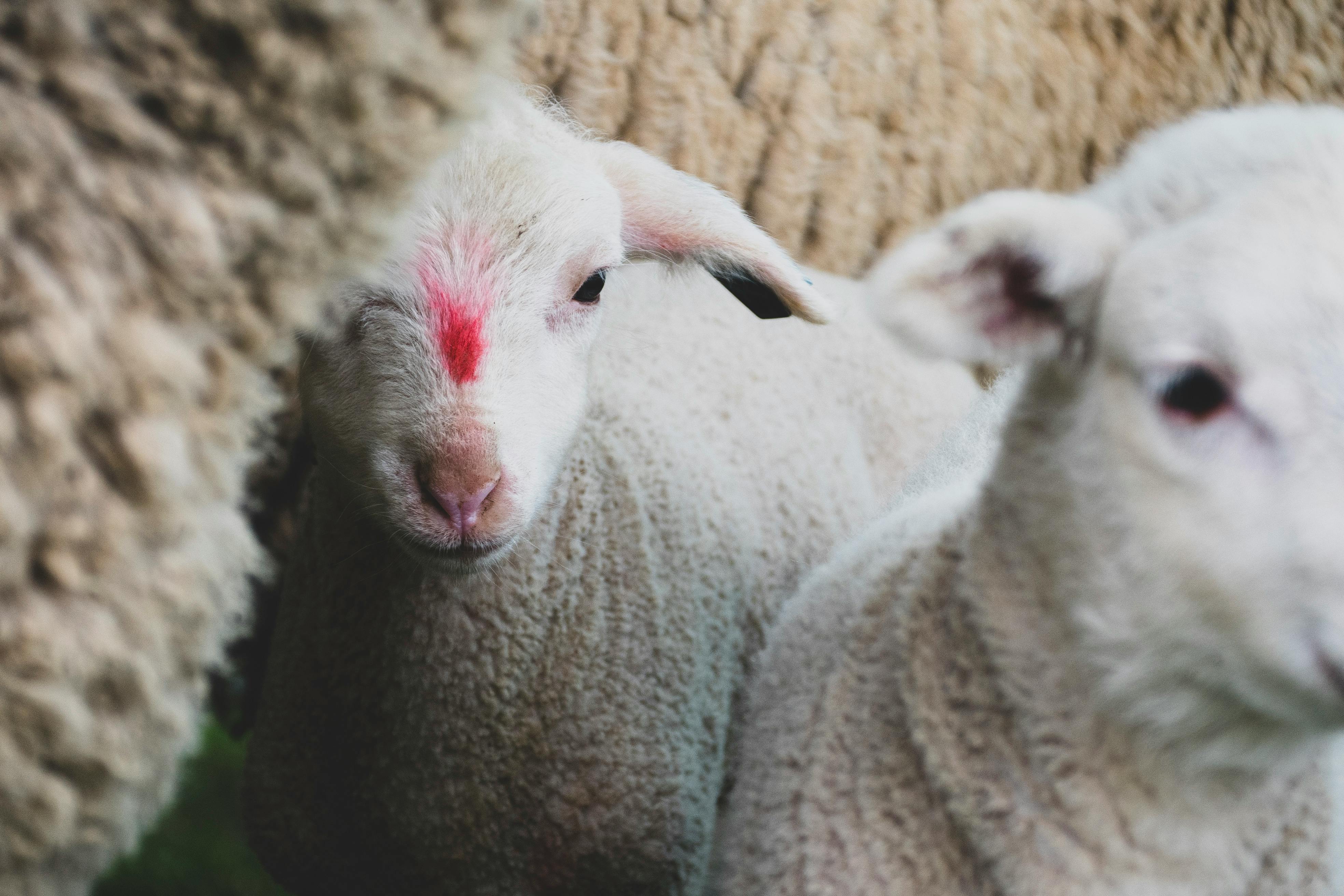 Arie van Ravenswaay - 사진