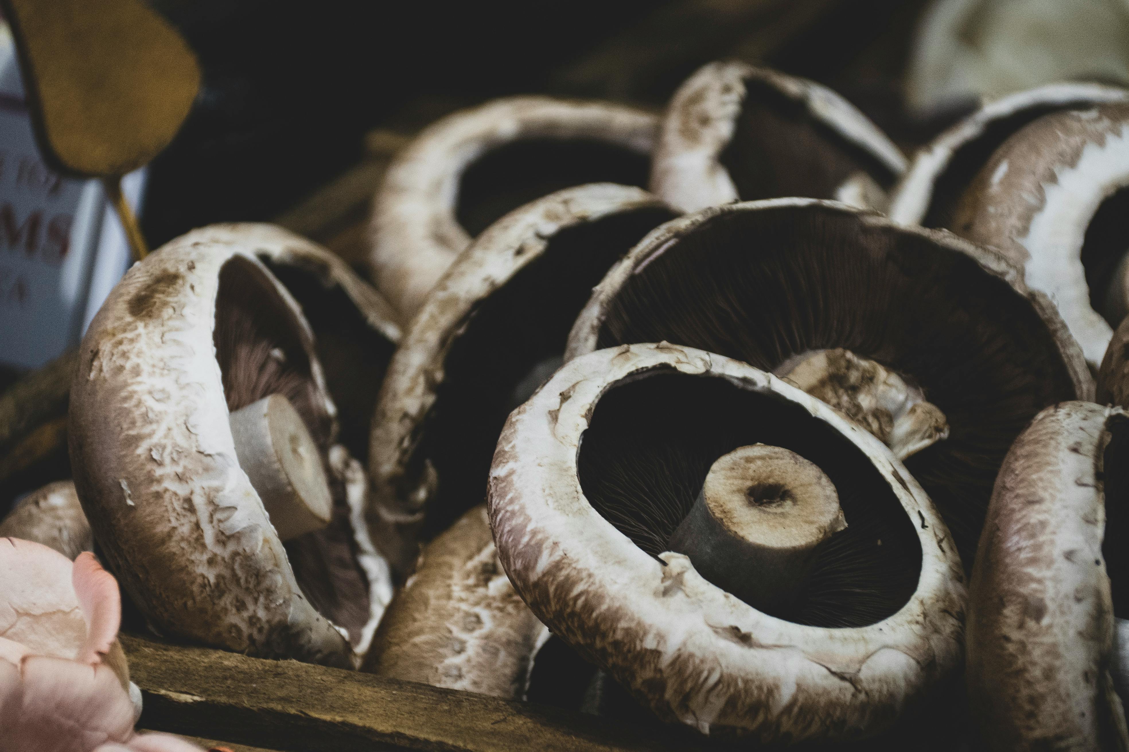 Arie van Ravenswaay - 사진