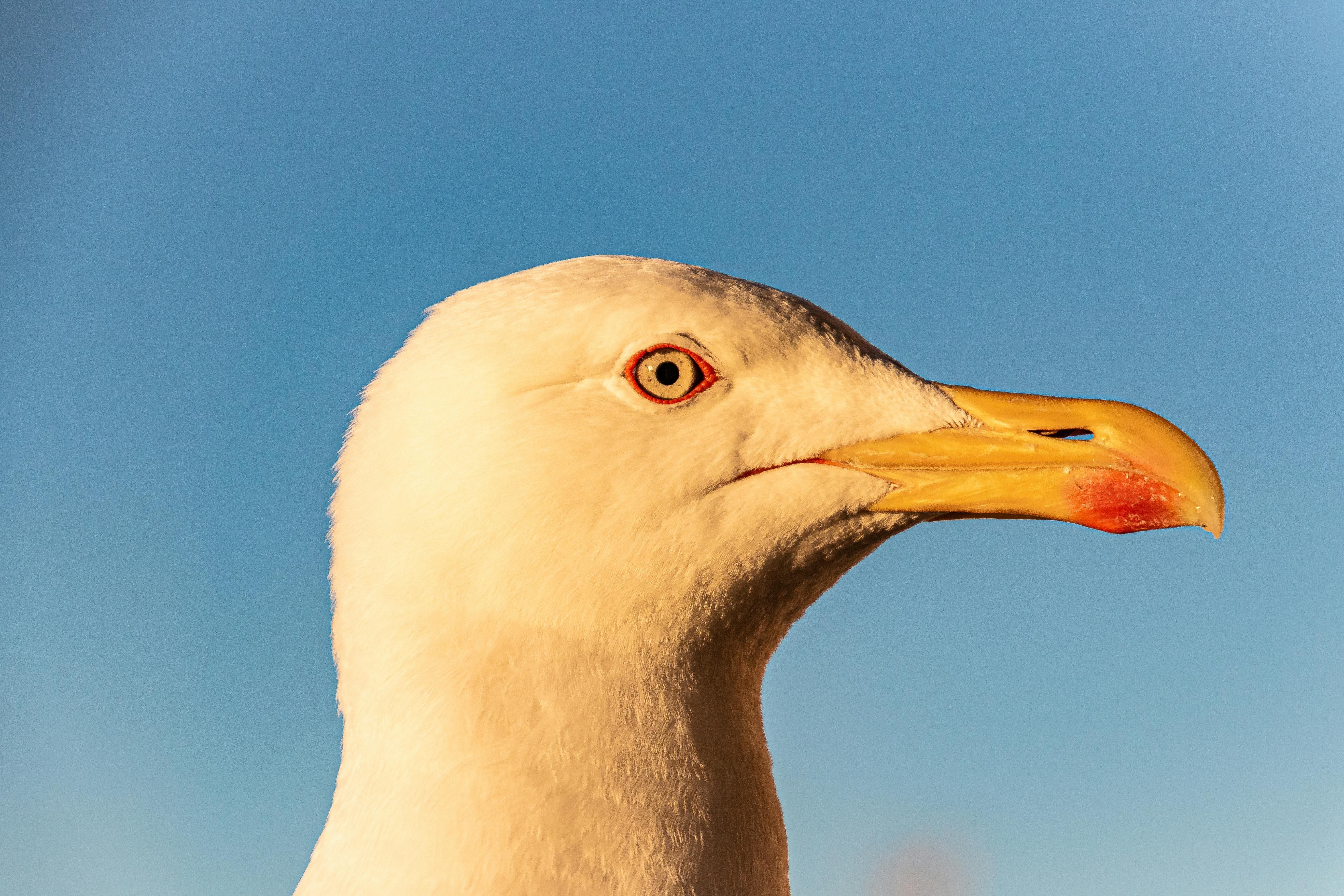 Close-Up Photo of Bird's Head · Free Stock Photo