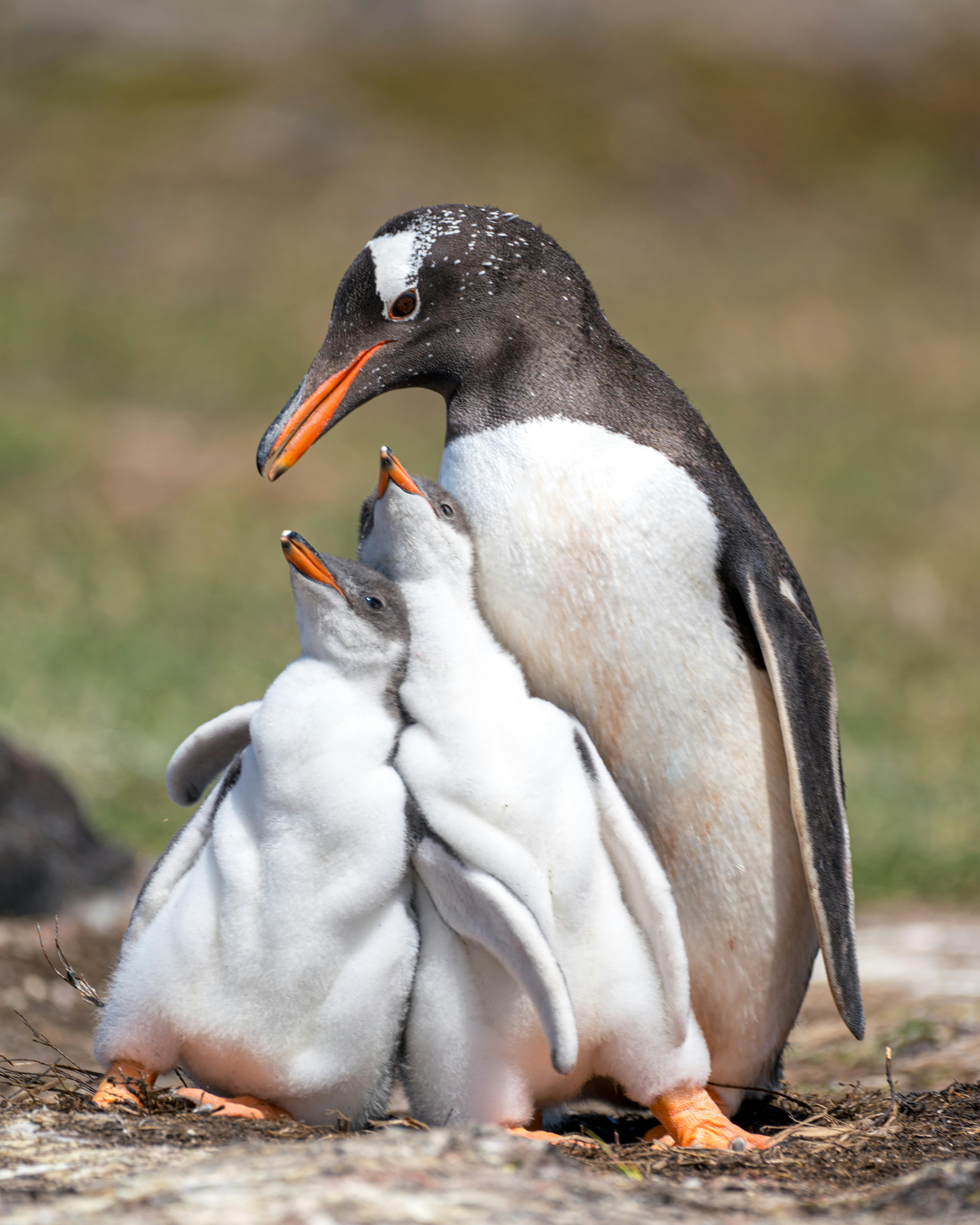Penguin Handling Photos, Download The BEST Free Penguin Handling Stock ...