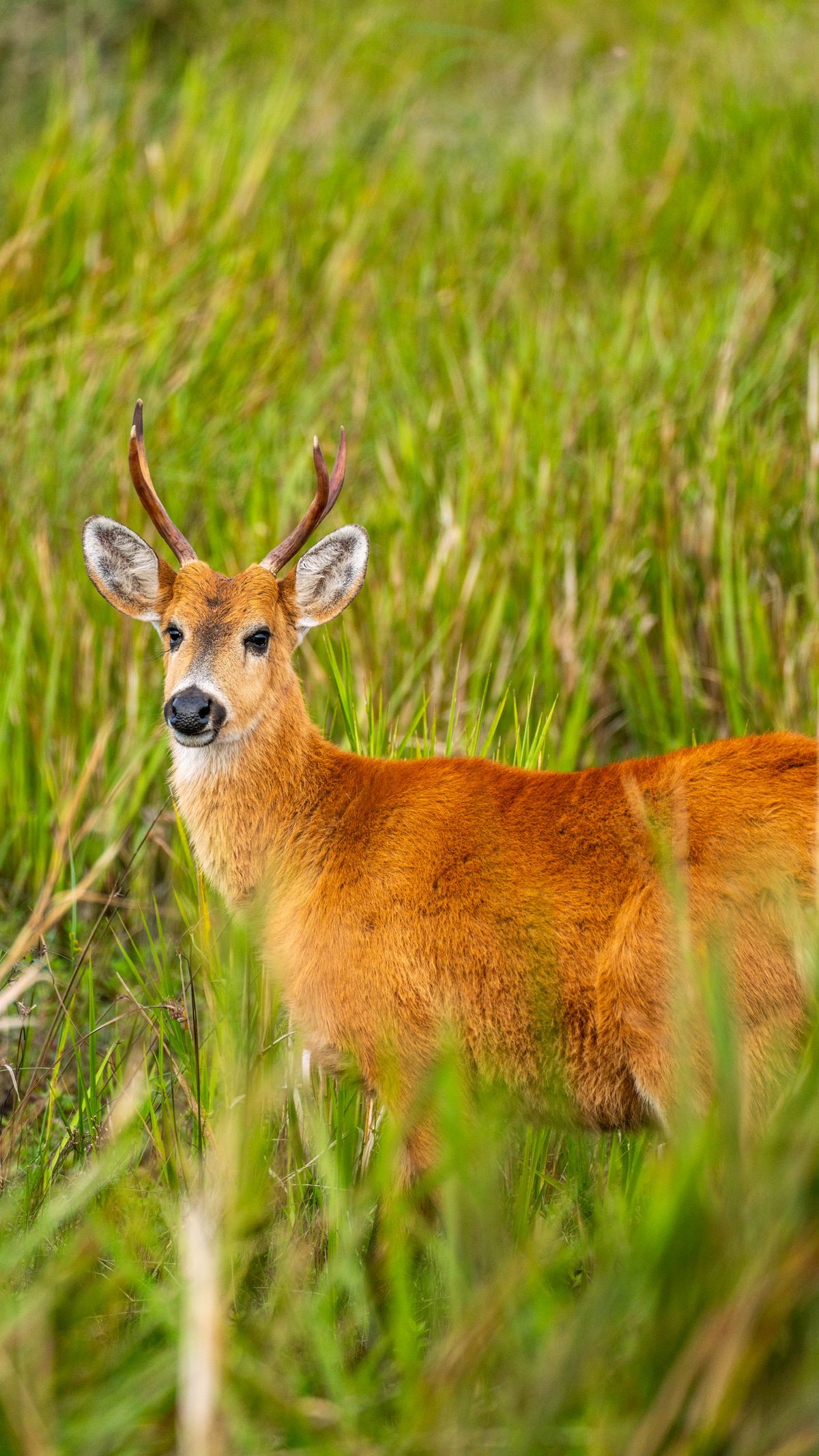 Grassland Ecosystem Photos Download The Best Free Grassland Ecosystem