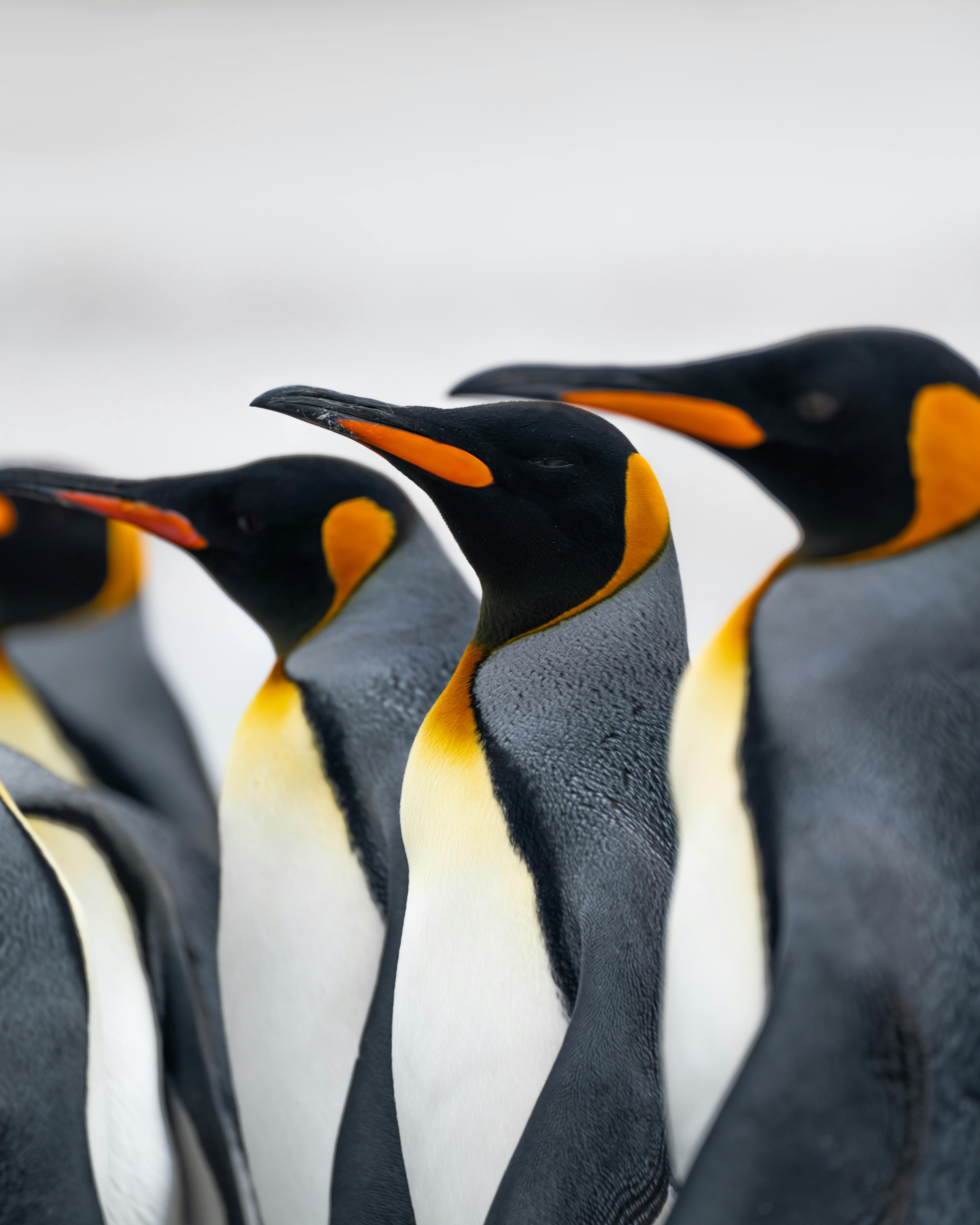 Group of Penguins · Free Stock Photo