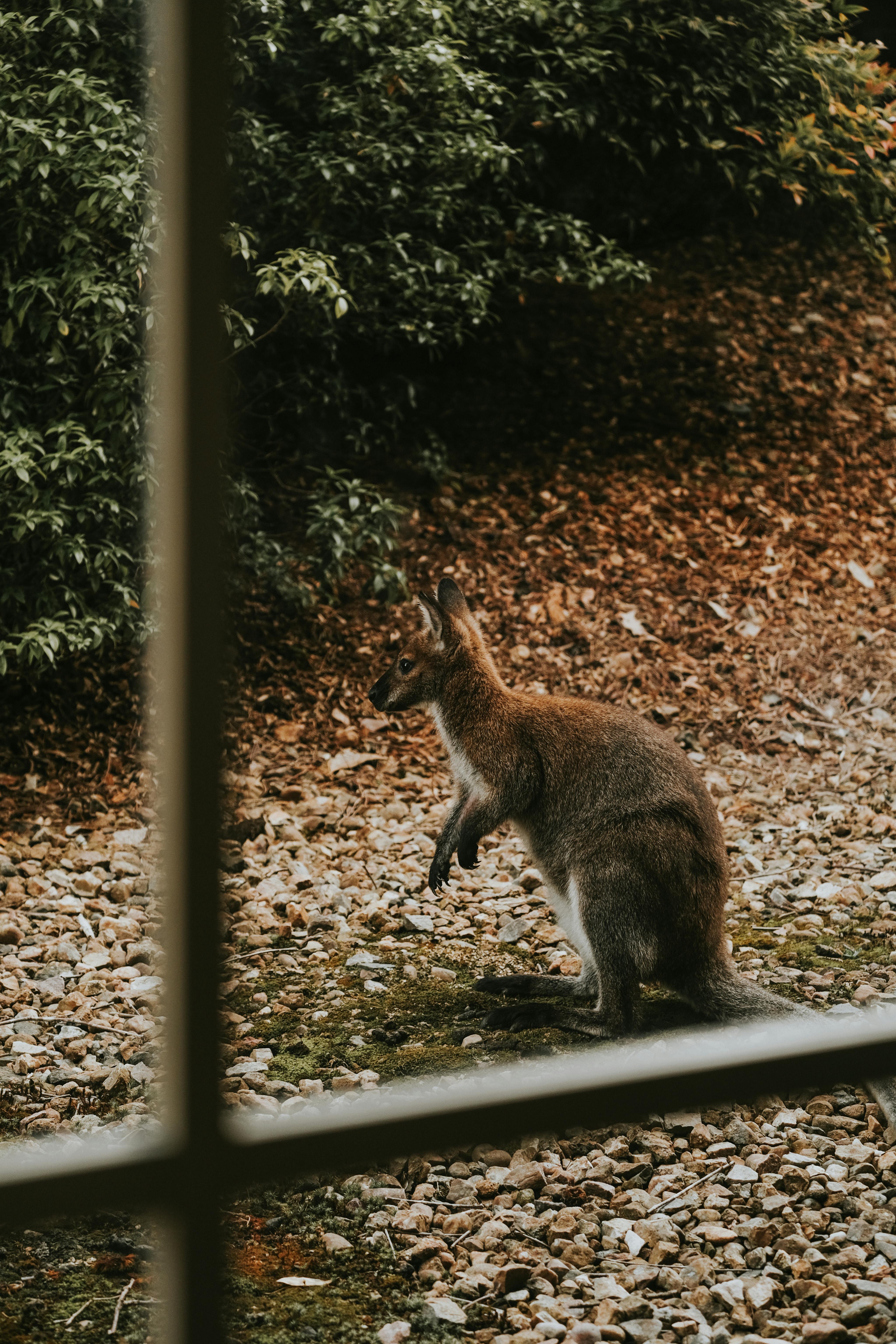 A Kangaroo in a Park in Autumn · Free Stock Photo