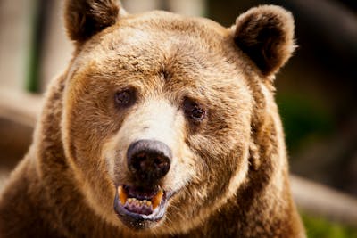 Bear Hunting Photos, Download The BEST Free Bear Hunting Stock Photos ...