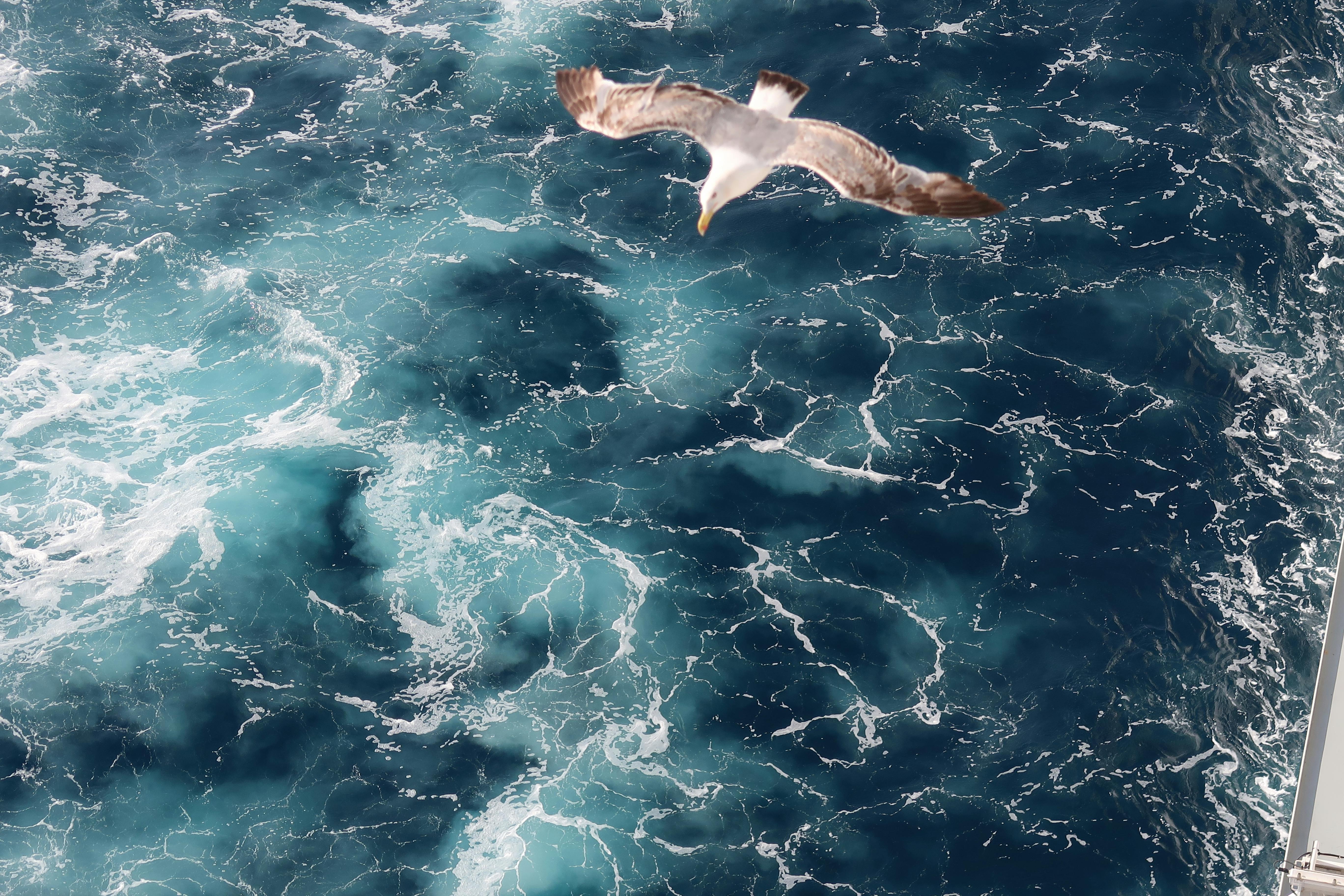 Bird Flying Over Body Of Water · Free Stock Photo
