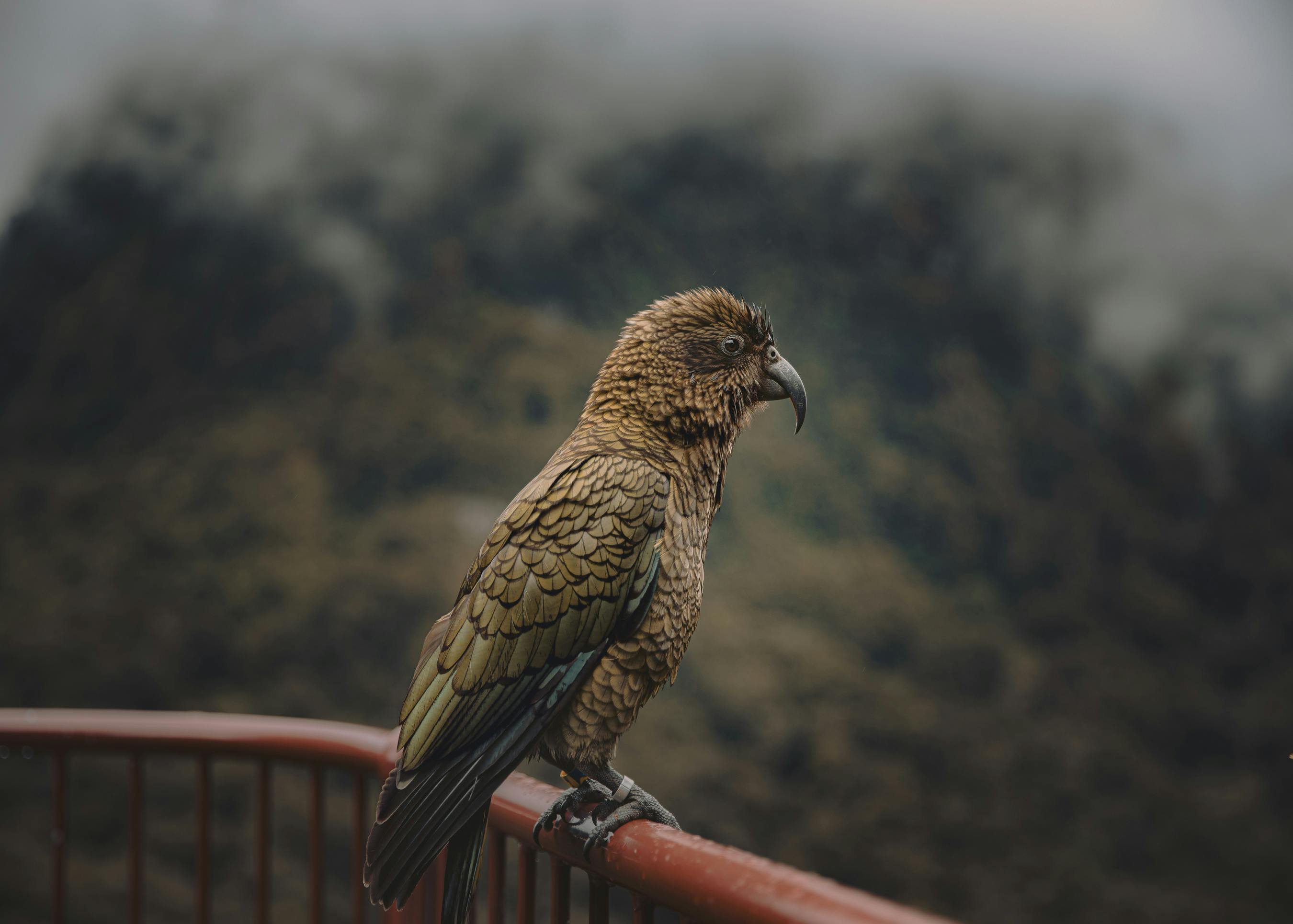 Burung Kea. (Kea Adalah Spesies Dilindungi Yang Hidup Di Hutan Dan Daerah Pegunungan Di Pulau ...