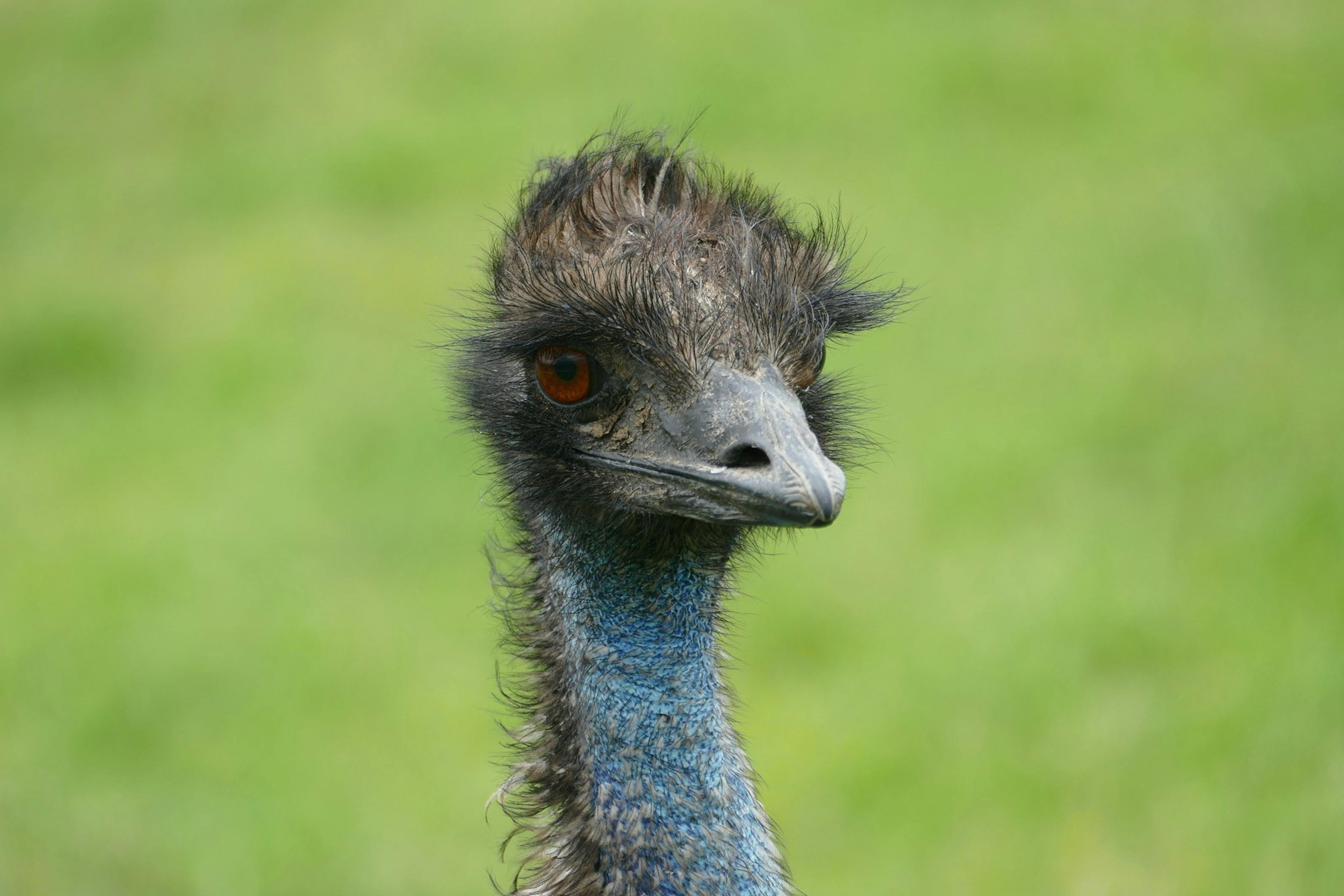 Portrait of Emu · Free Stock Photo