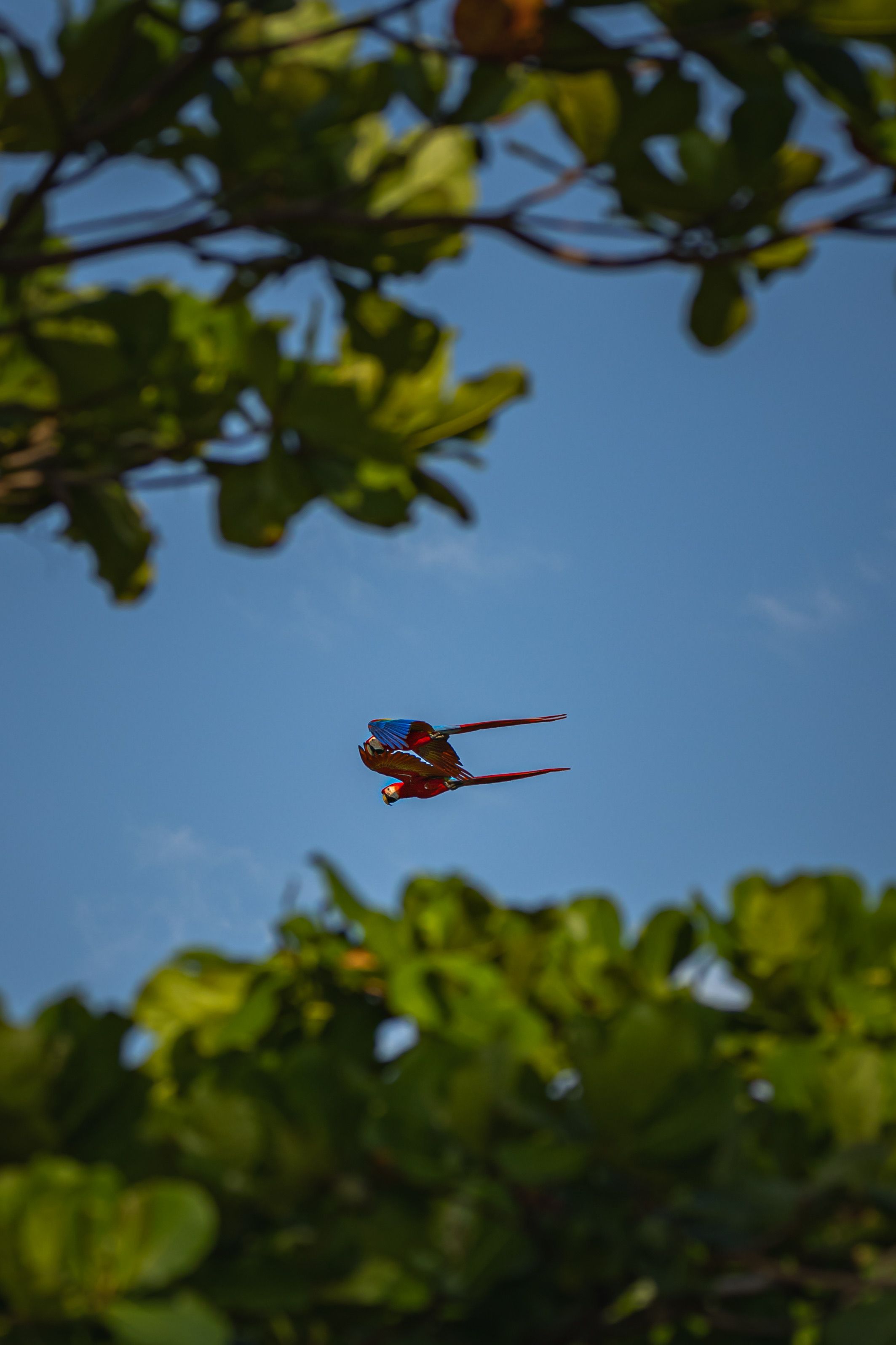 A red and blue bird flying through the trees · Free Stock Photo