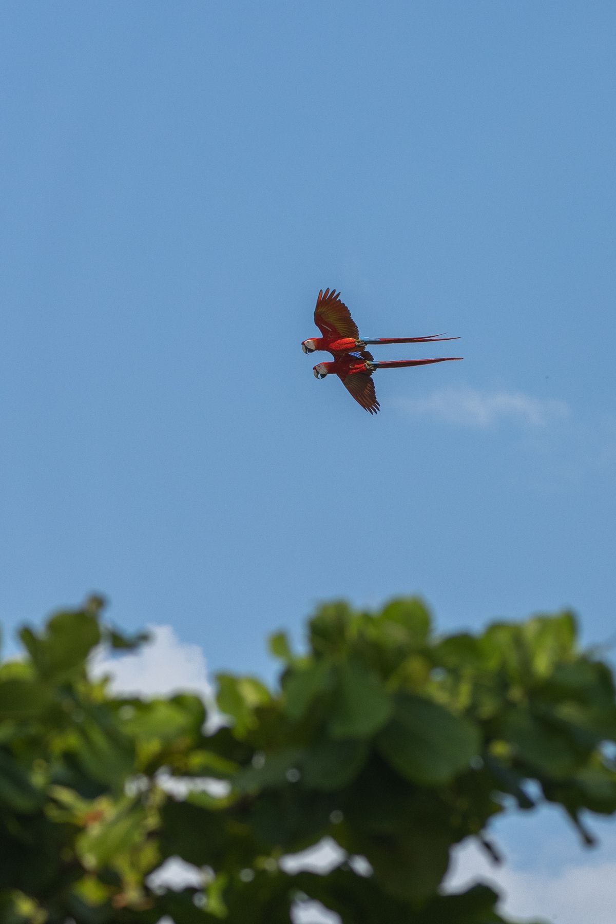 Parrots Flying In Forest Photos, Download The BEST Free Parrots Flying ...