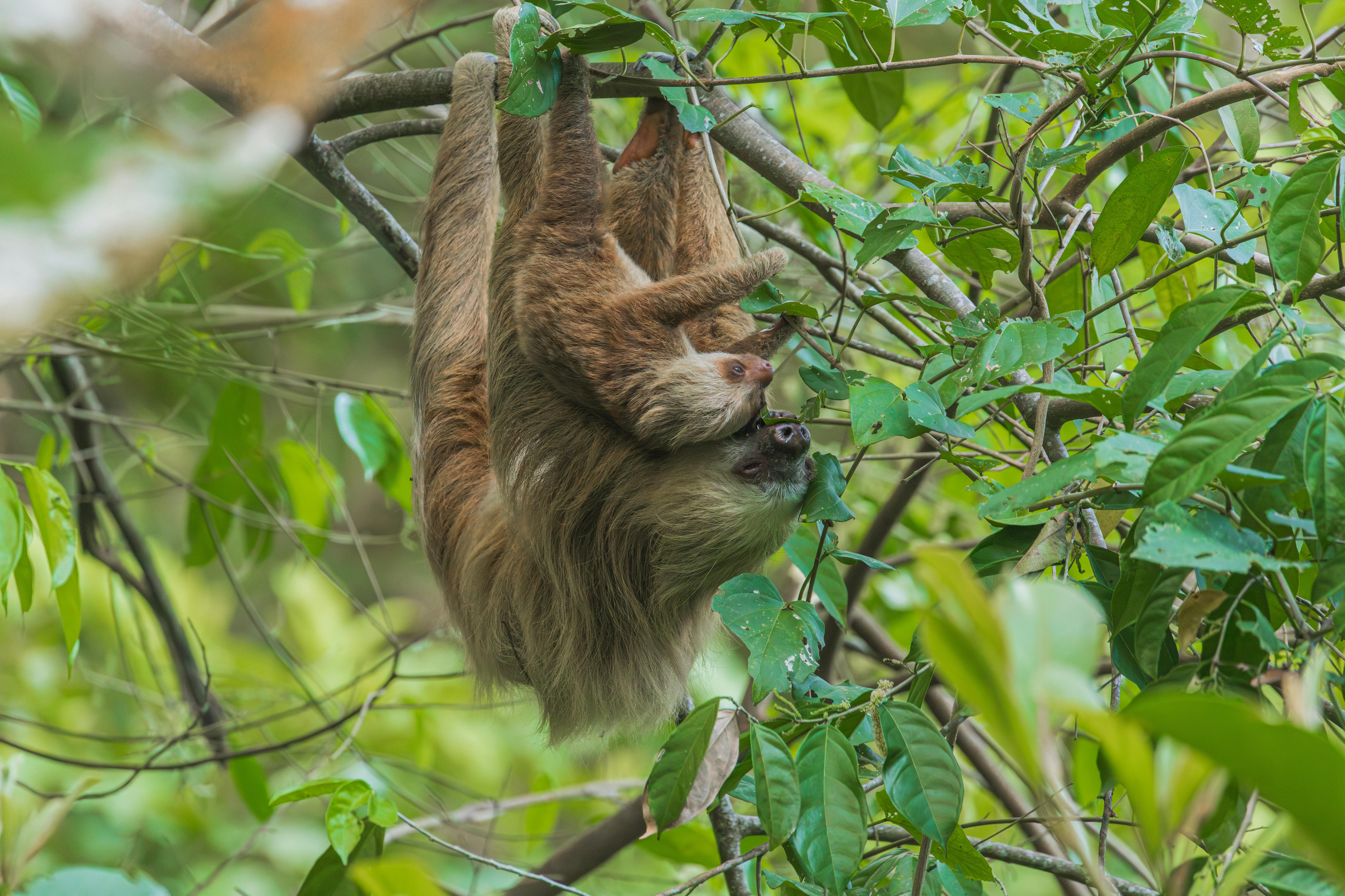 A sloth hanging from a tree branch with its mouth open · Free Stock Photo