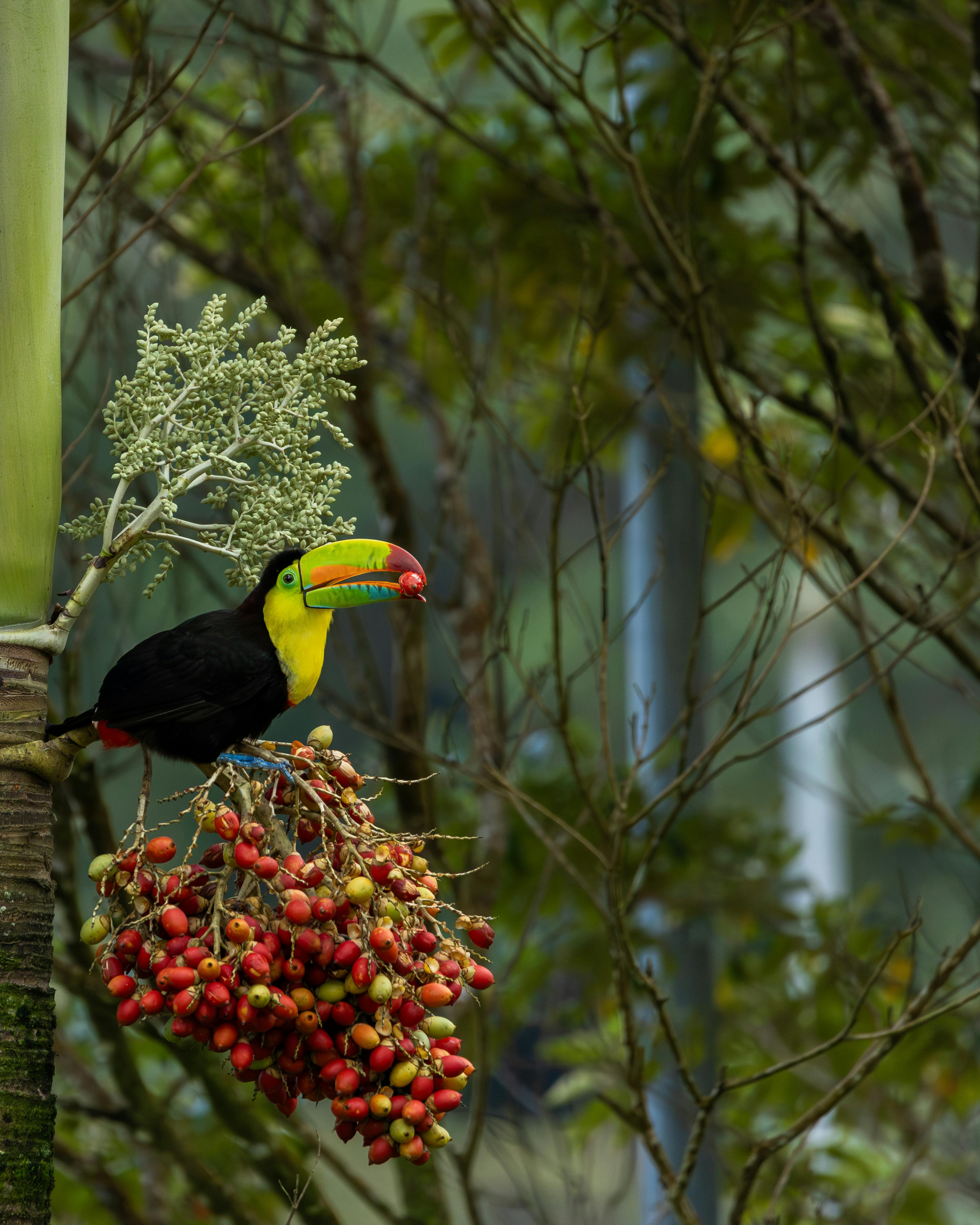 Toucan Eating Fruits · Free Stock Photo