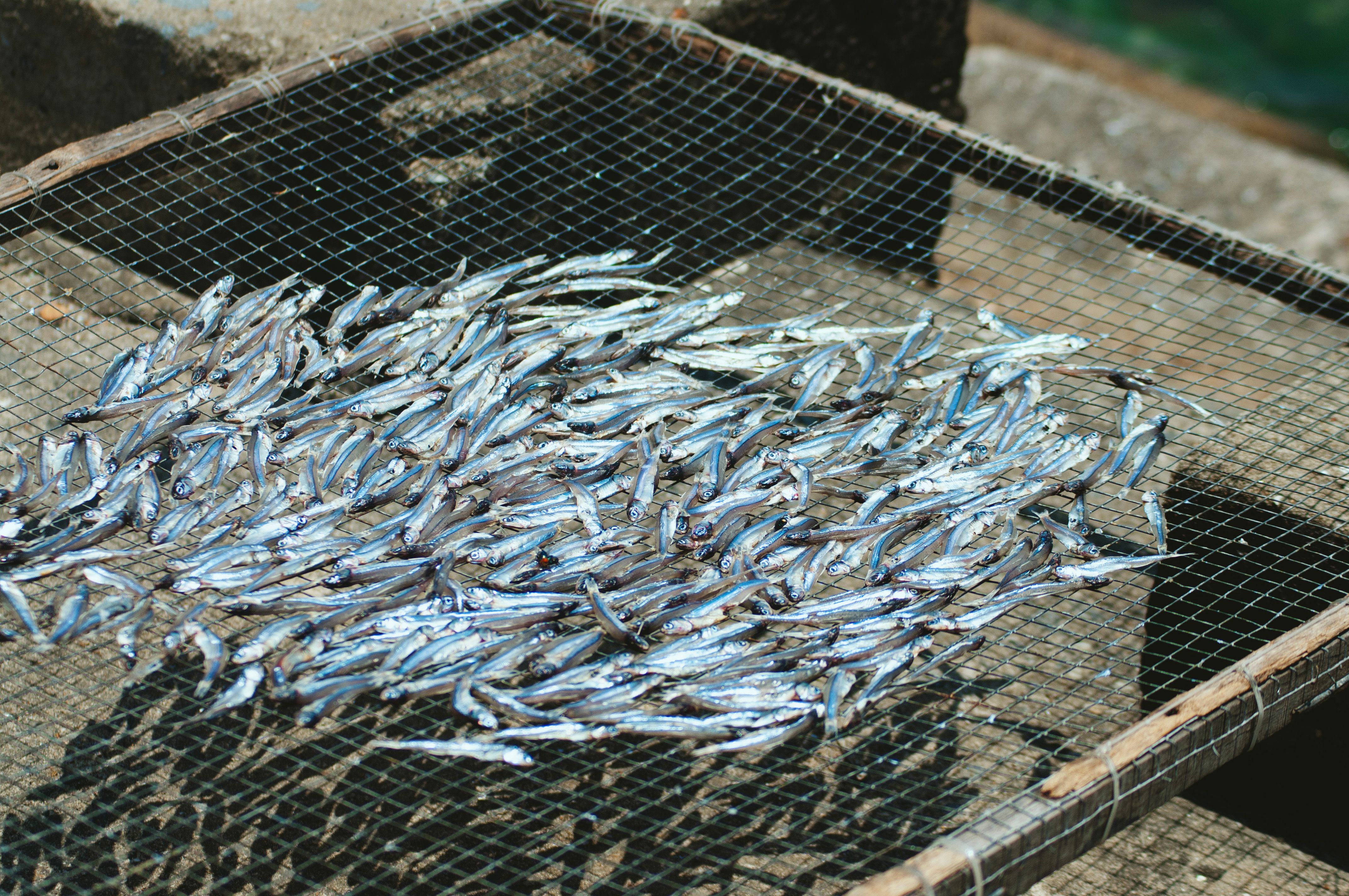 Small Fish on the Drying Rack · Free Stock Photo