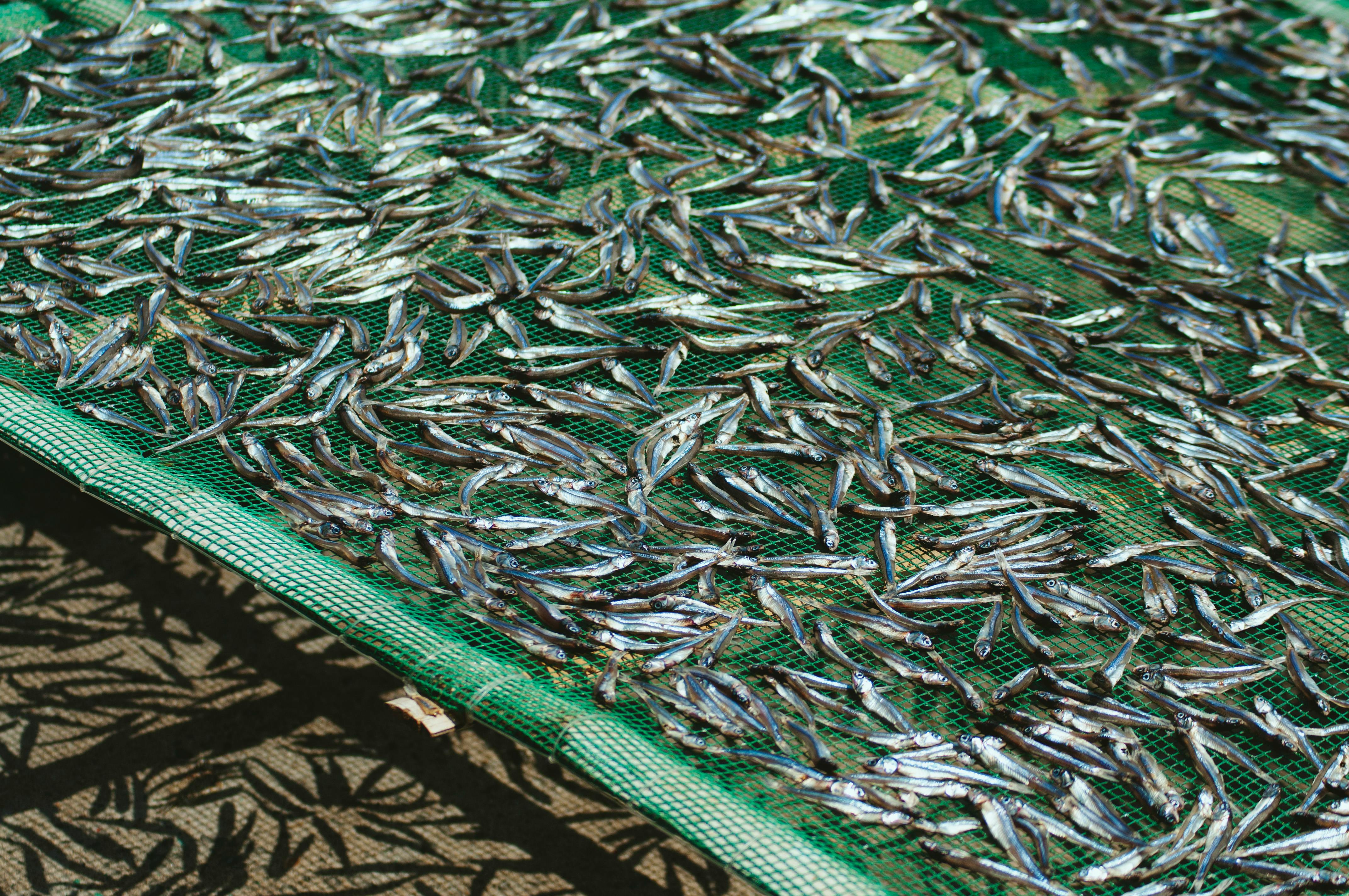 Fishing Rack Photos, Download The BEST Free Fishing Rack Stock Photos ...