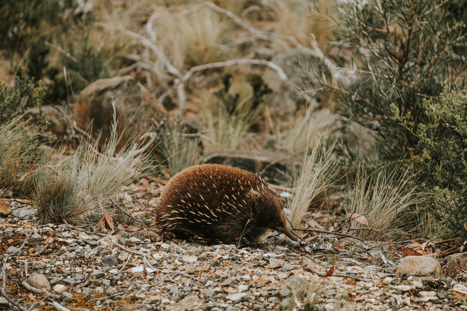 Zaglossus attenboroughi: Easy Guide to the Echidna Species
