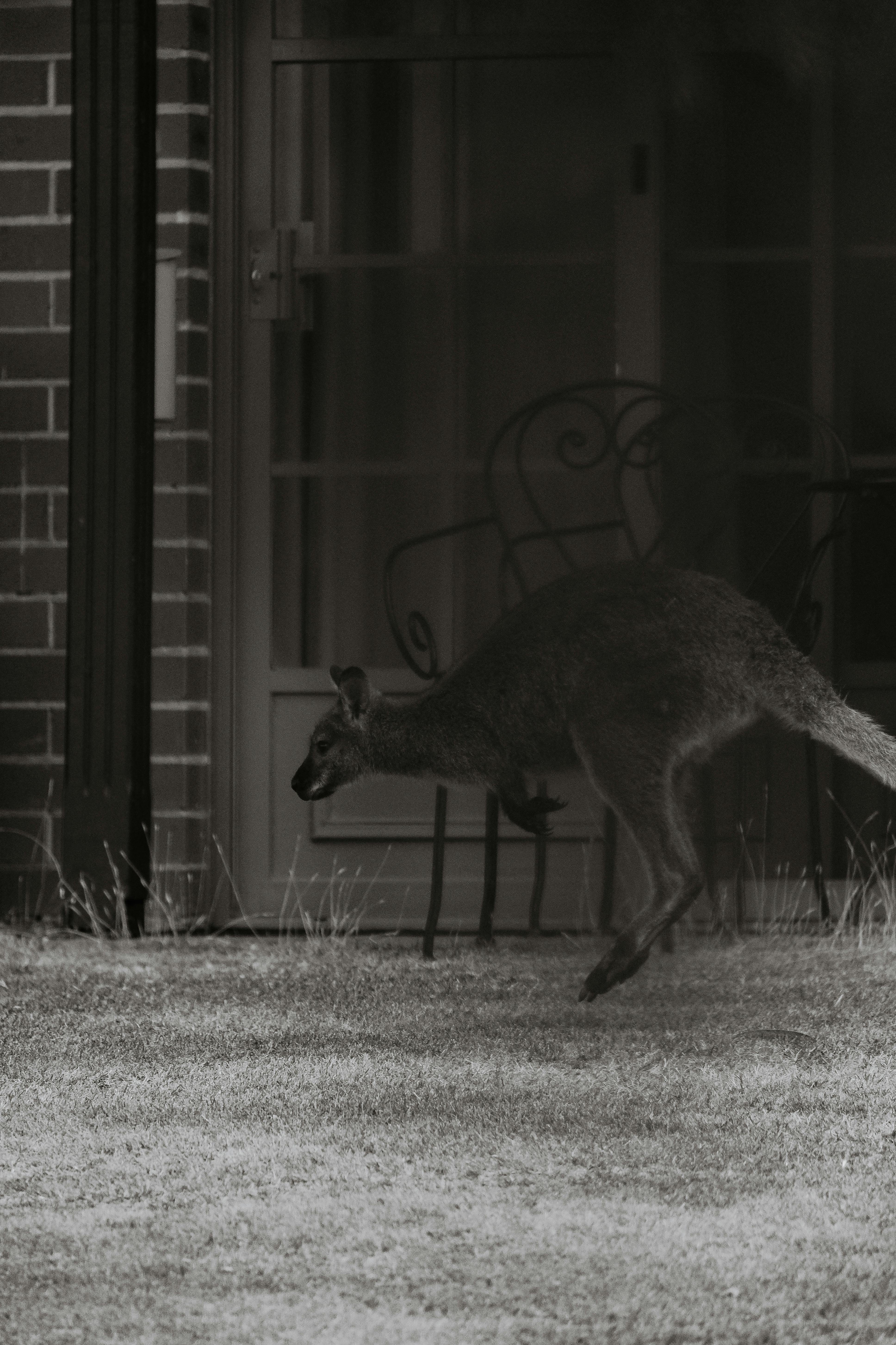 A kangaroo is running in front of a house · Free Stock Photo