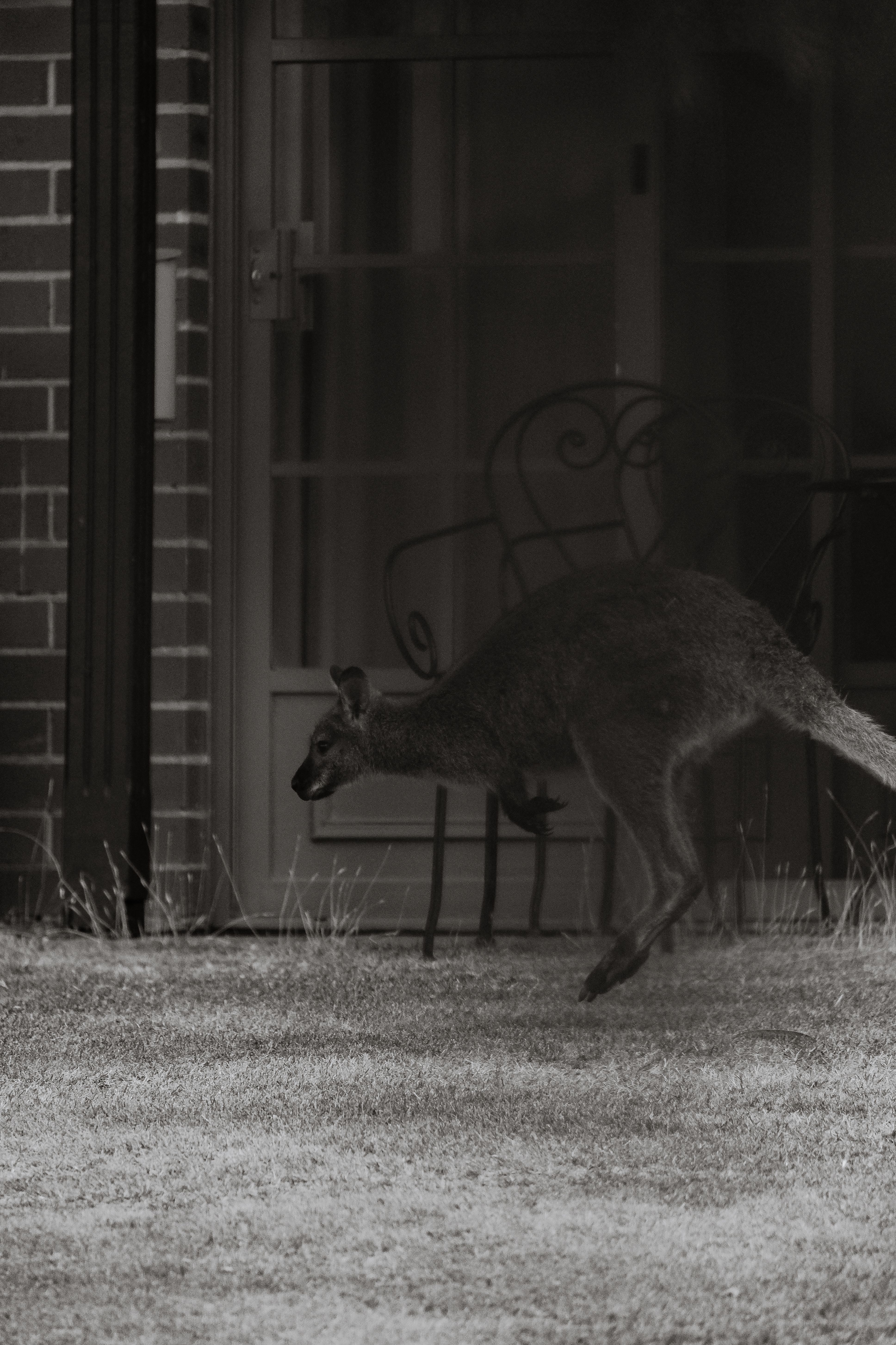 A kangaroo is running in front of a house · Free Stock Photo