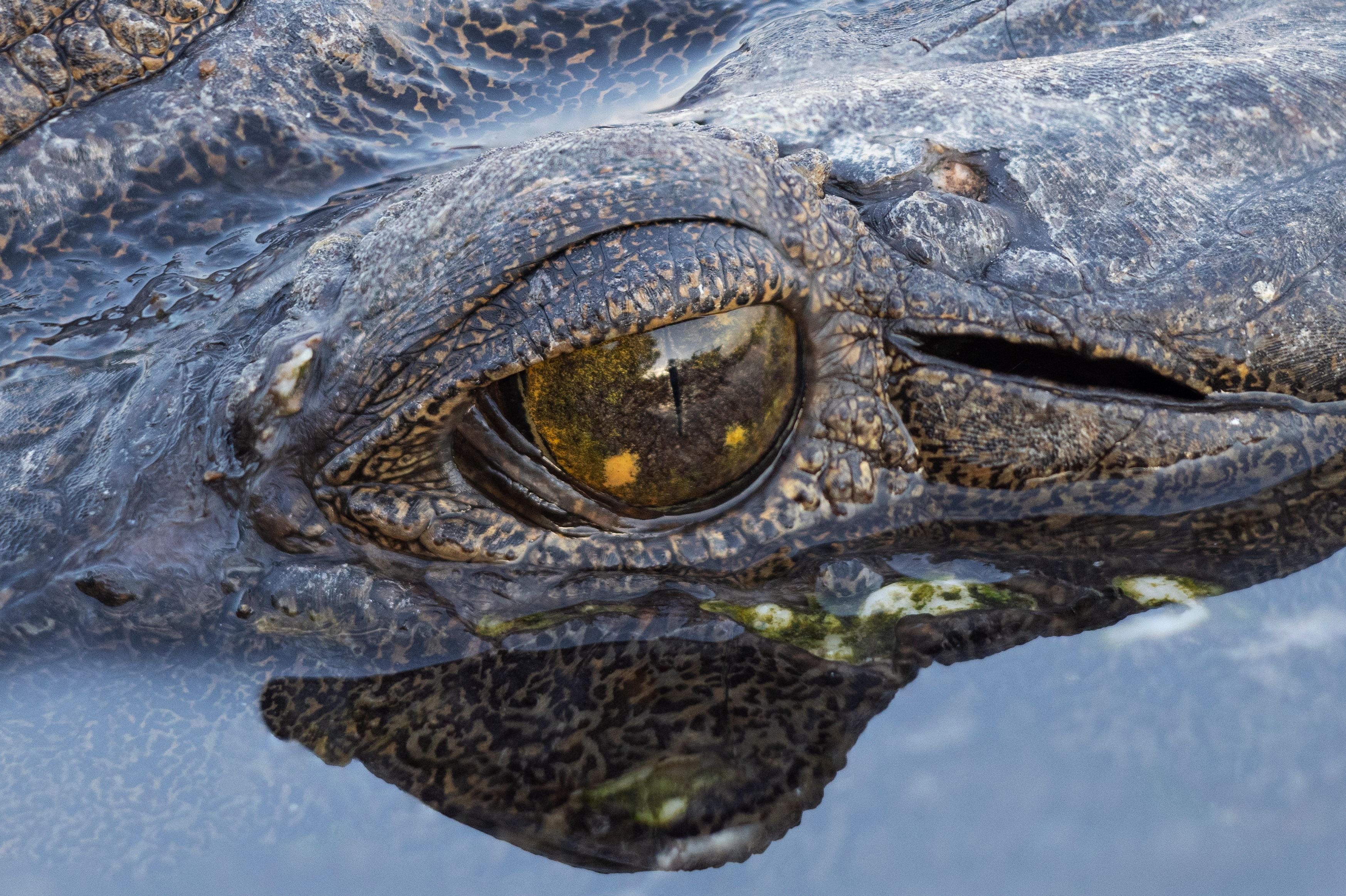 Freshwater crocodile eye · Free Stock Photo