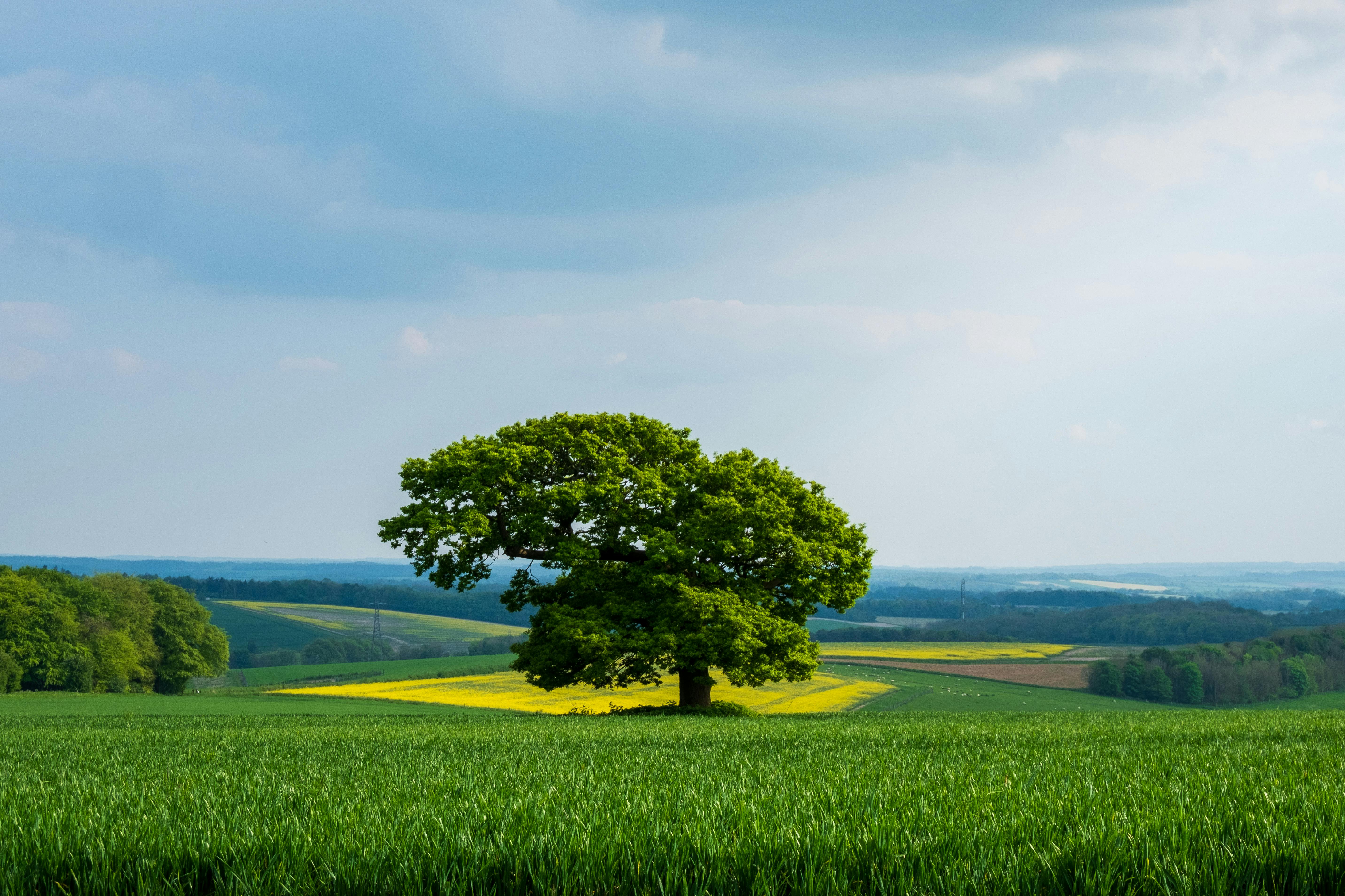 Základová fotografie na téma anglie, británie, britský venkov, bujný ...