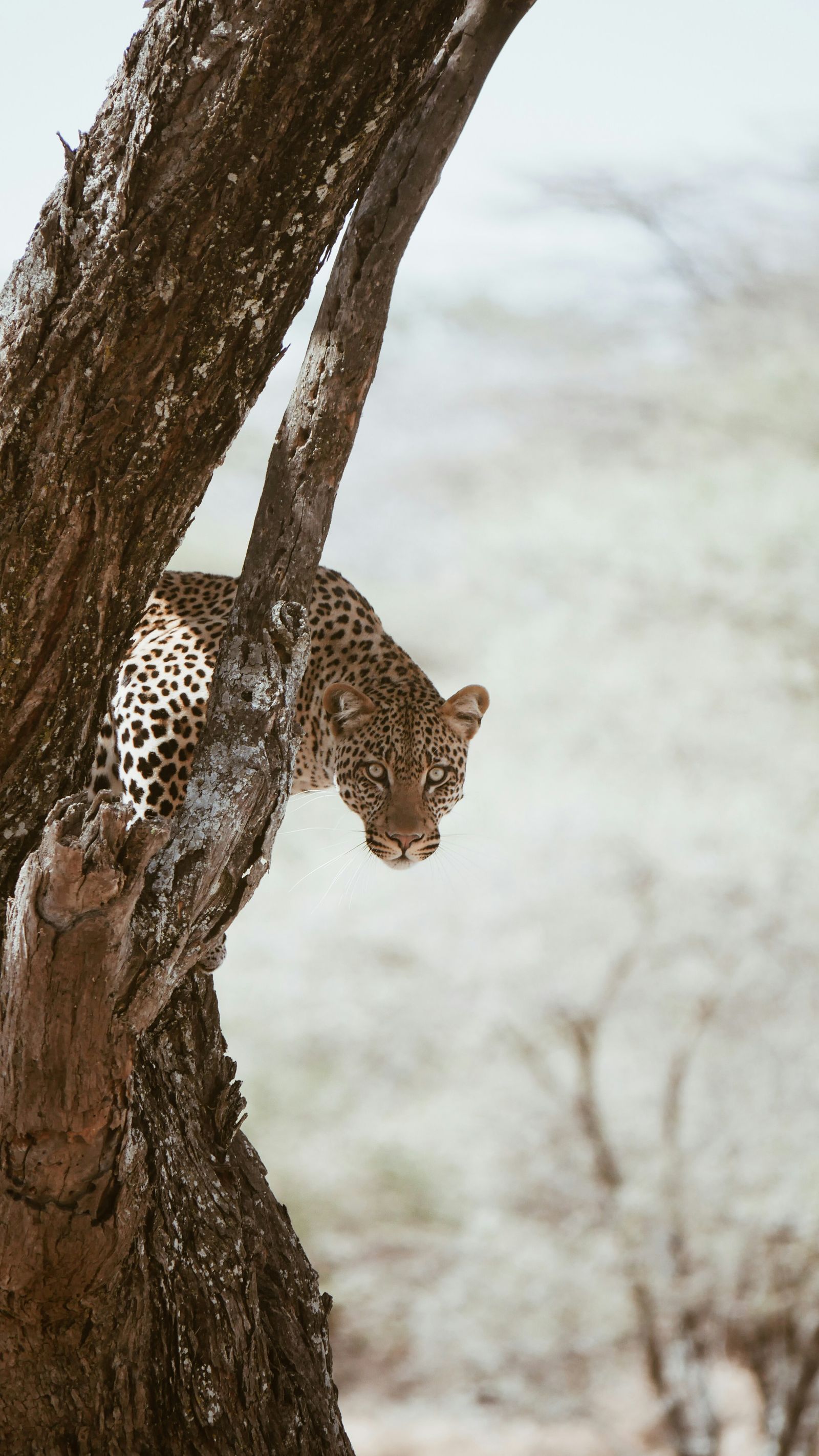 African Leopard Photos, Download The BEST Free African Leopard Stock ...