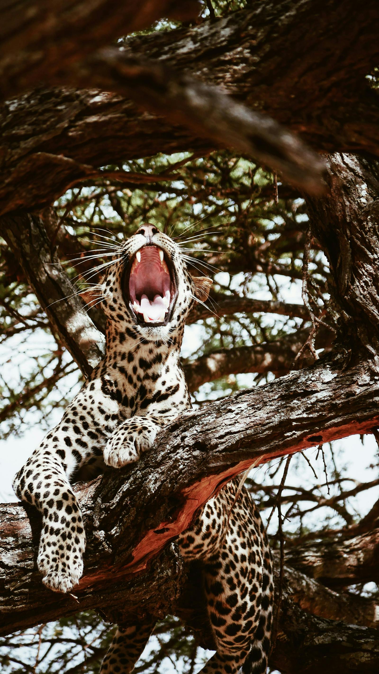 Leopard Roaring Photos, Download The BEST Free Leopard Roaring Stock ...