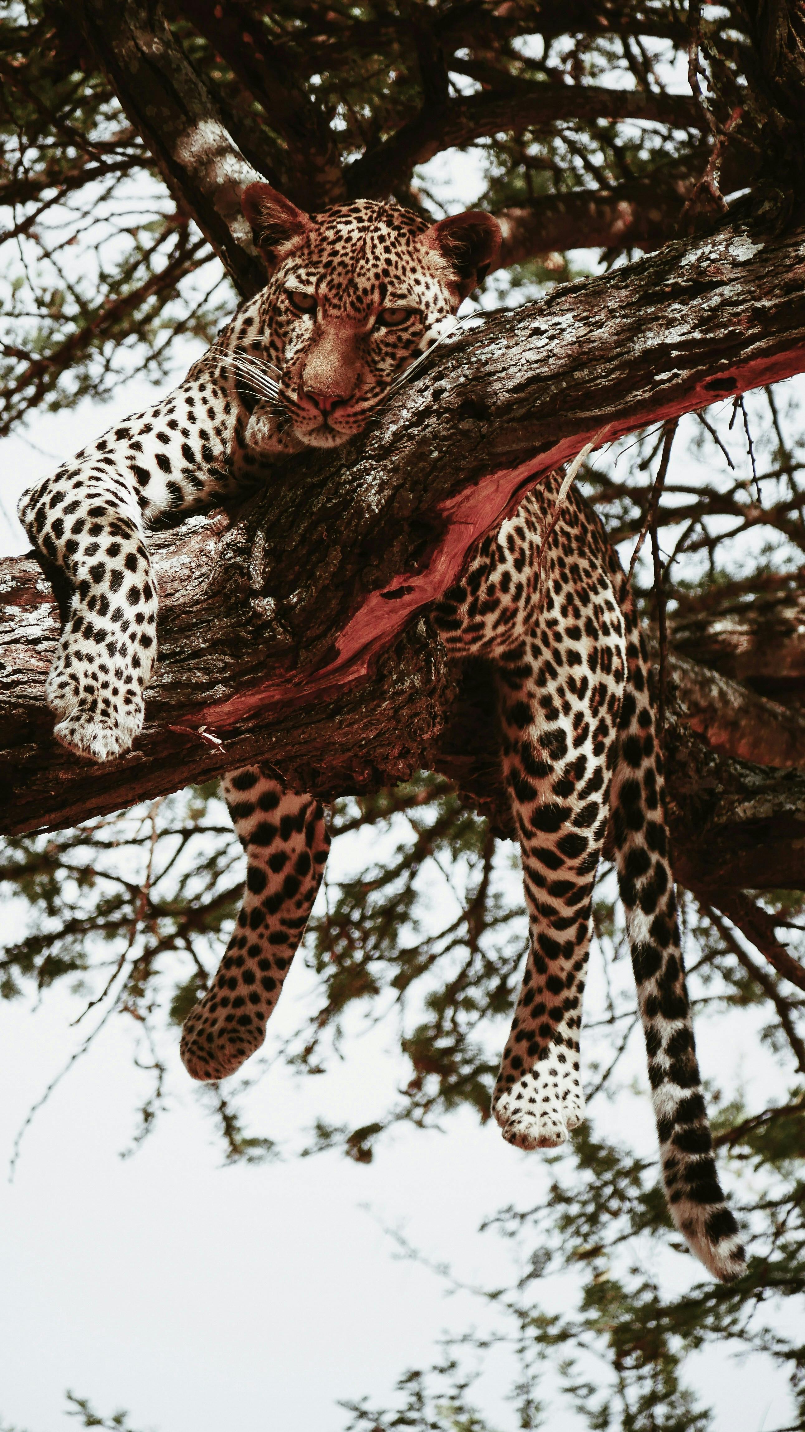African Leopard Lying on Tree Branches · Free Stock Photo