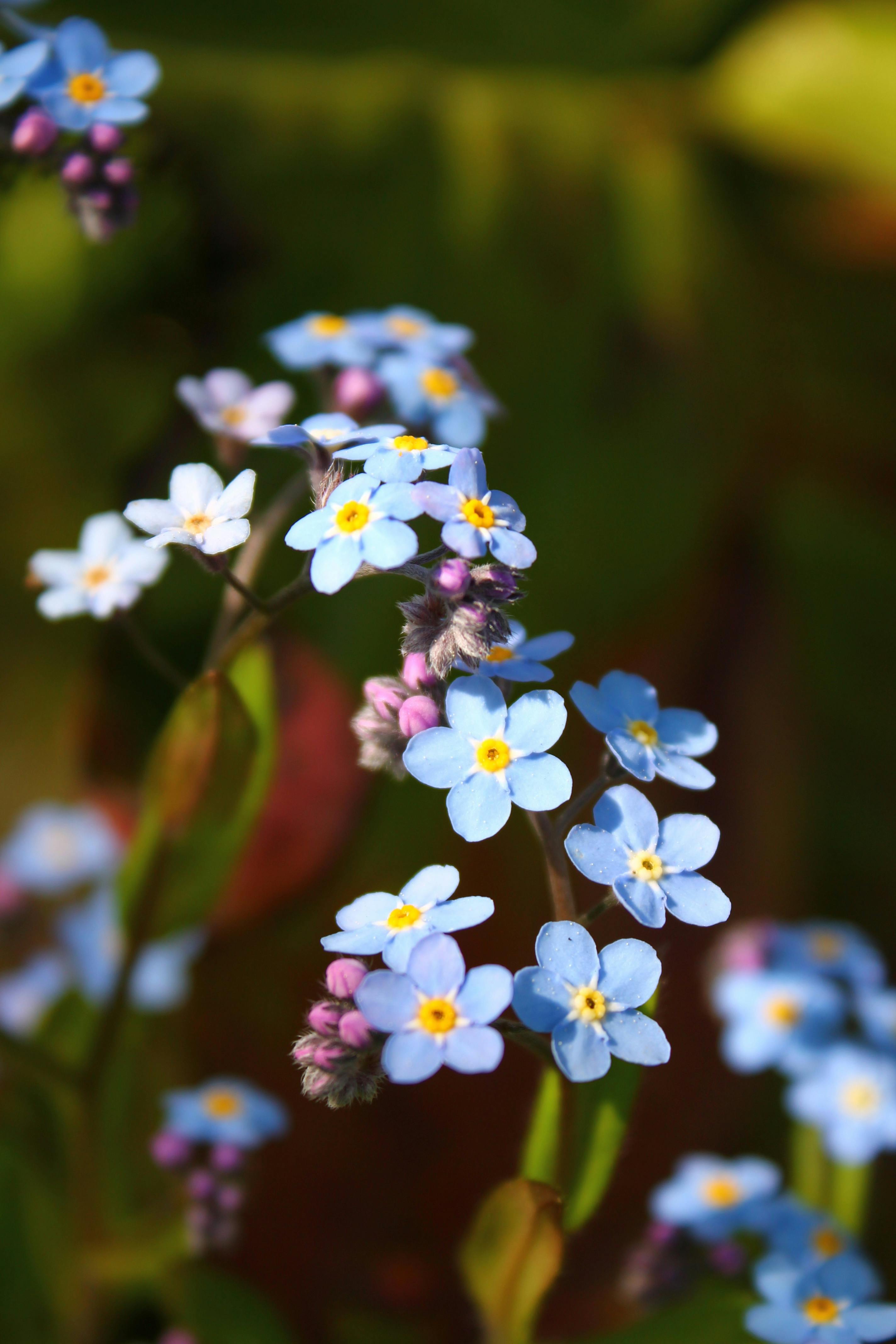 Flowerbed of Forget-me-nots · Free Stock Photo