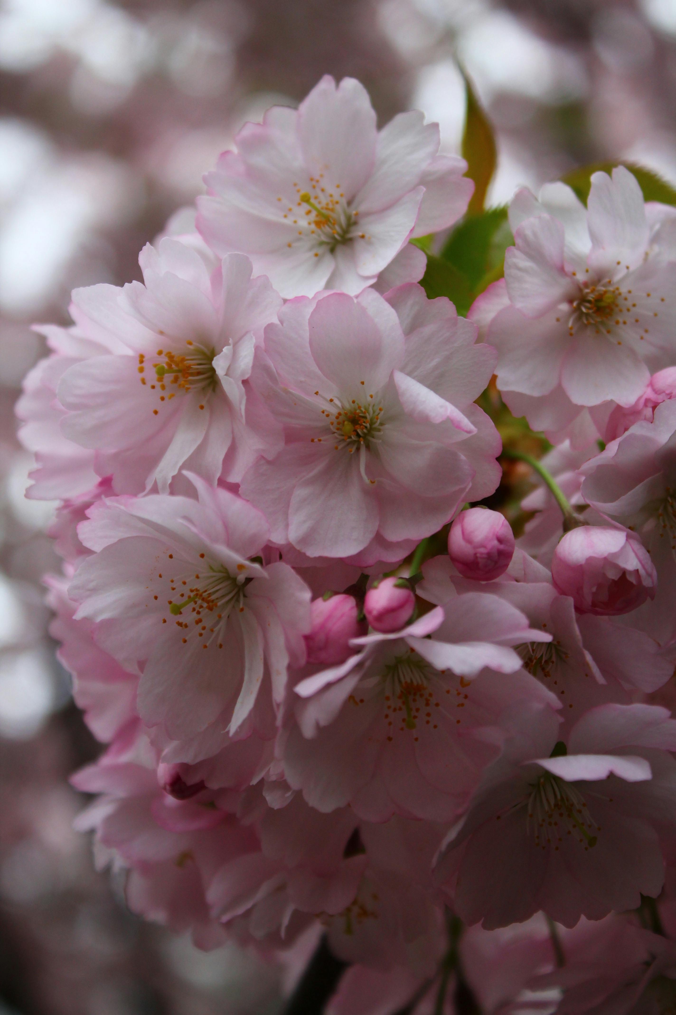Cluster of Blooming Pink Flowers · Free Stock Photo