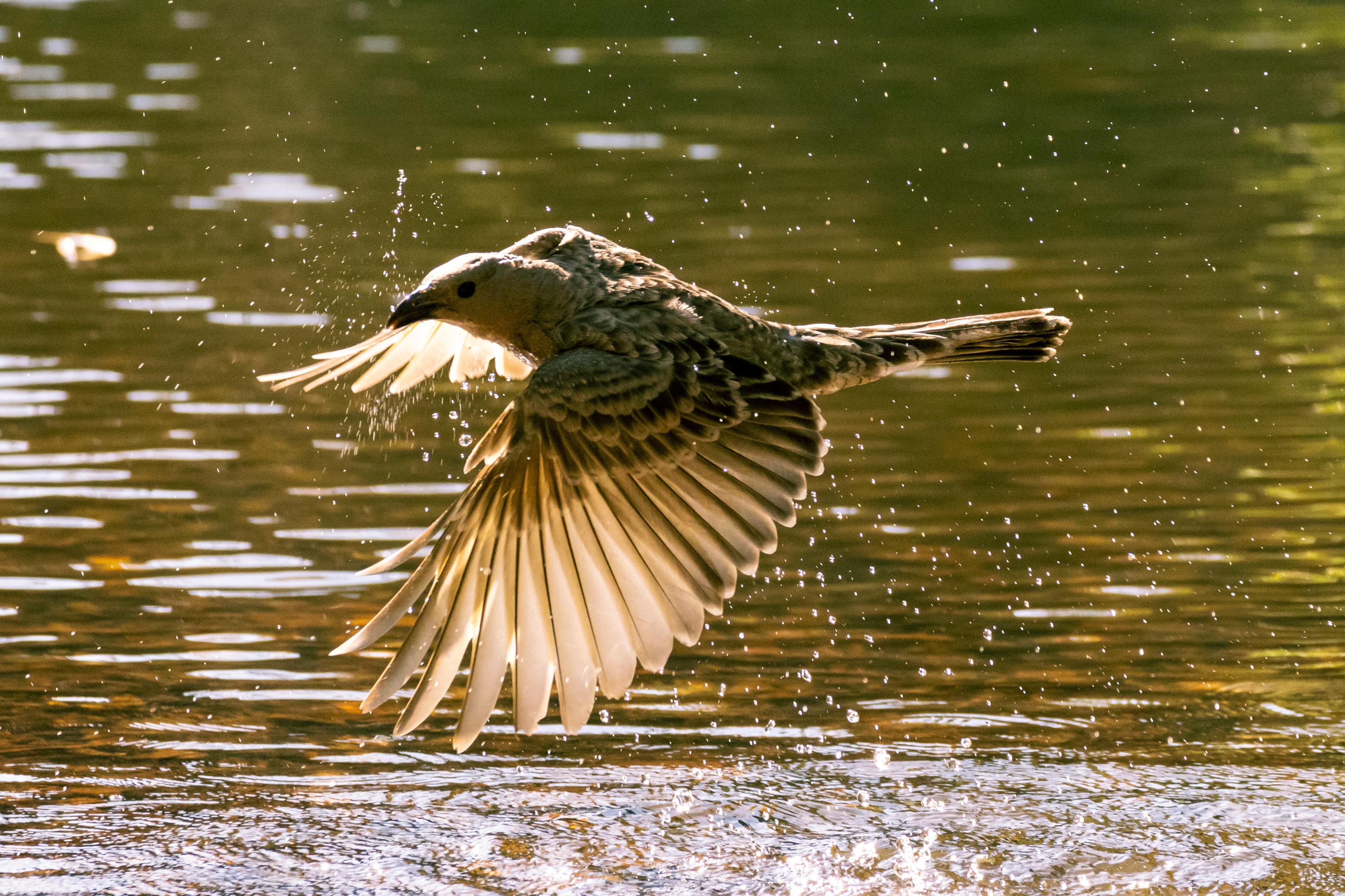 Greater bowerbird in flight above water · Free Stock Photo