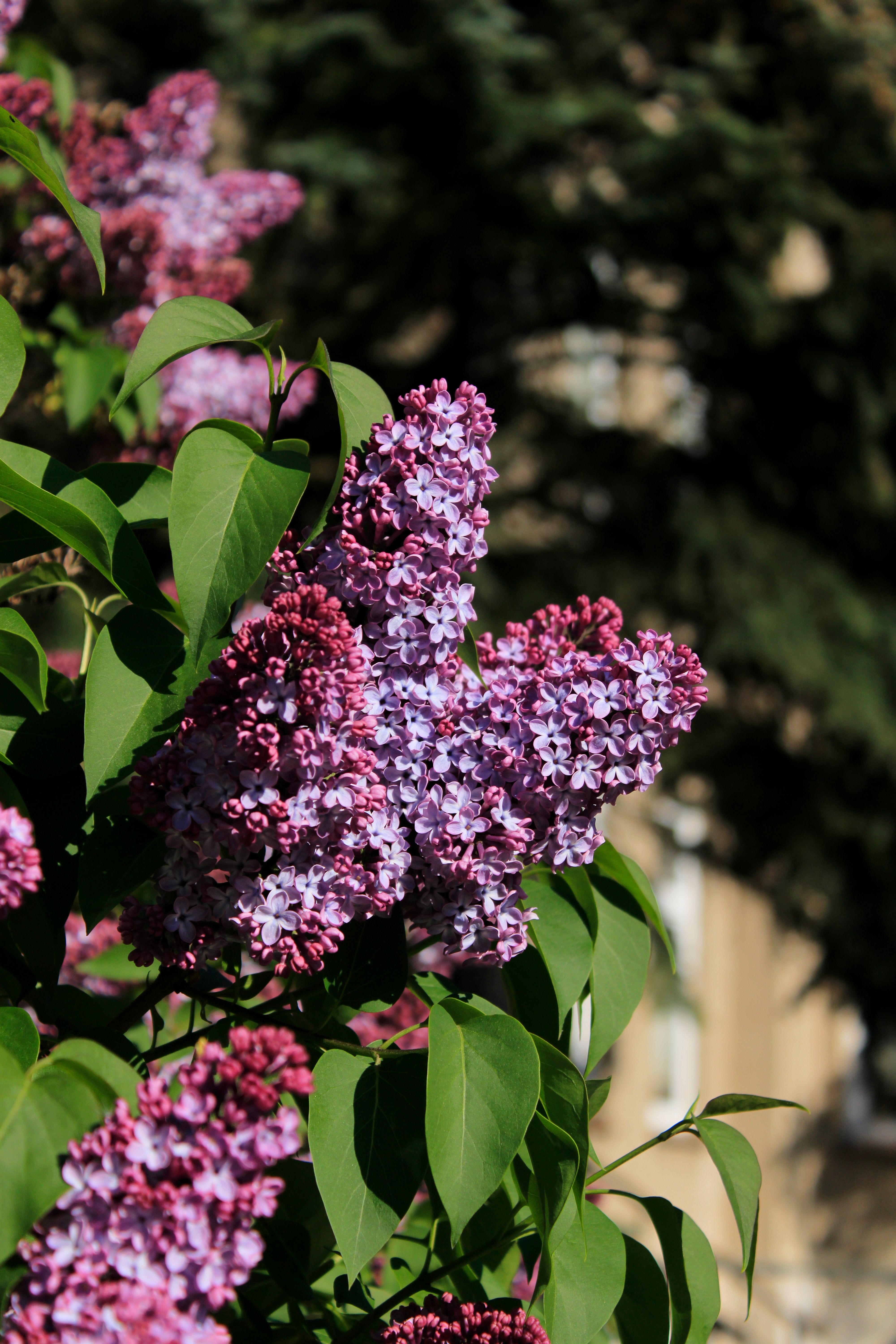 Closeup of Purple Blooming Common Lilac Flowers in Garden · Free Stock ...
