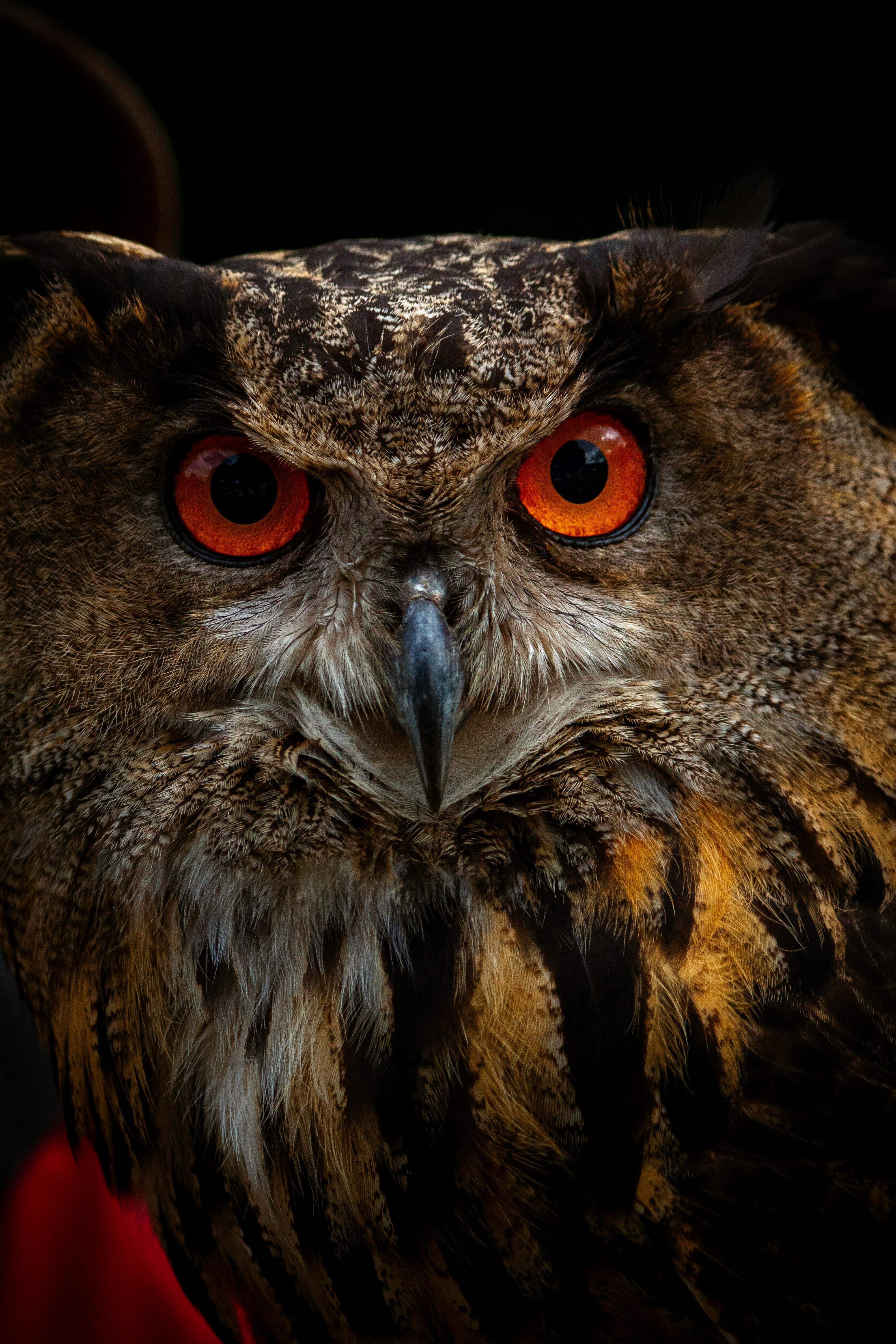 Close-up of a Red-Eyed Eurasian Eagle-Owl · Free Stock Photo