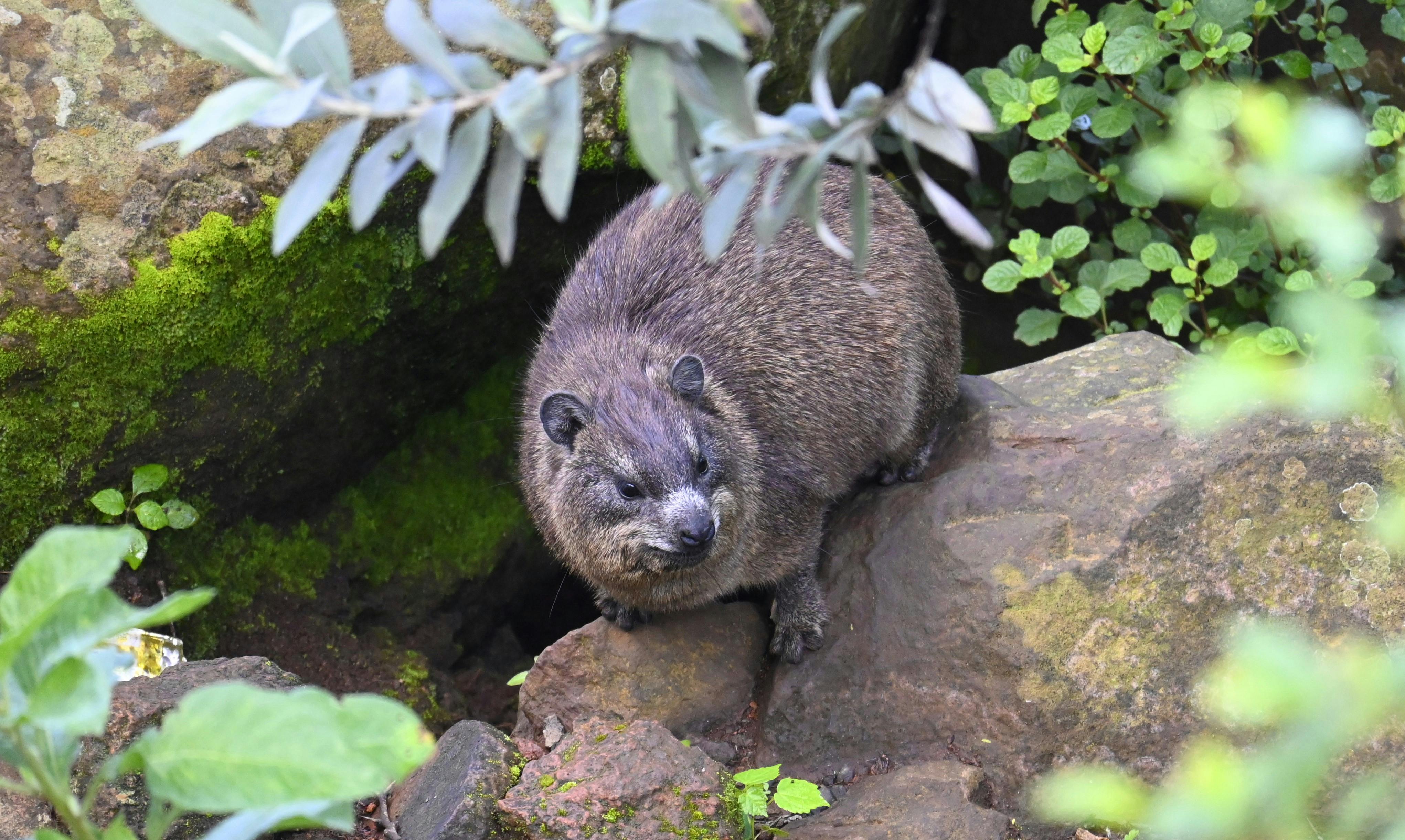 Hyrax Standing on the Rocks · Free Stock Photo