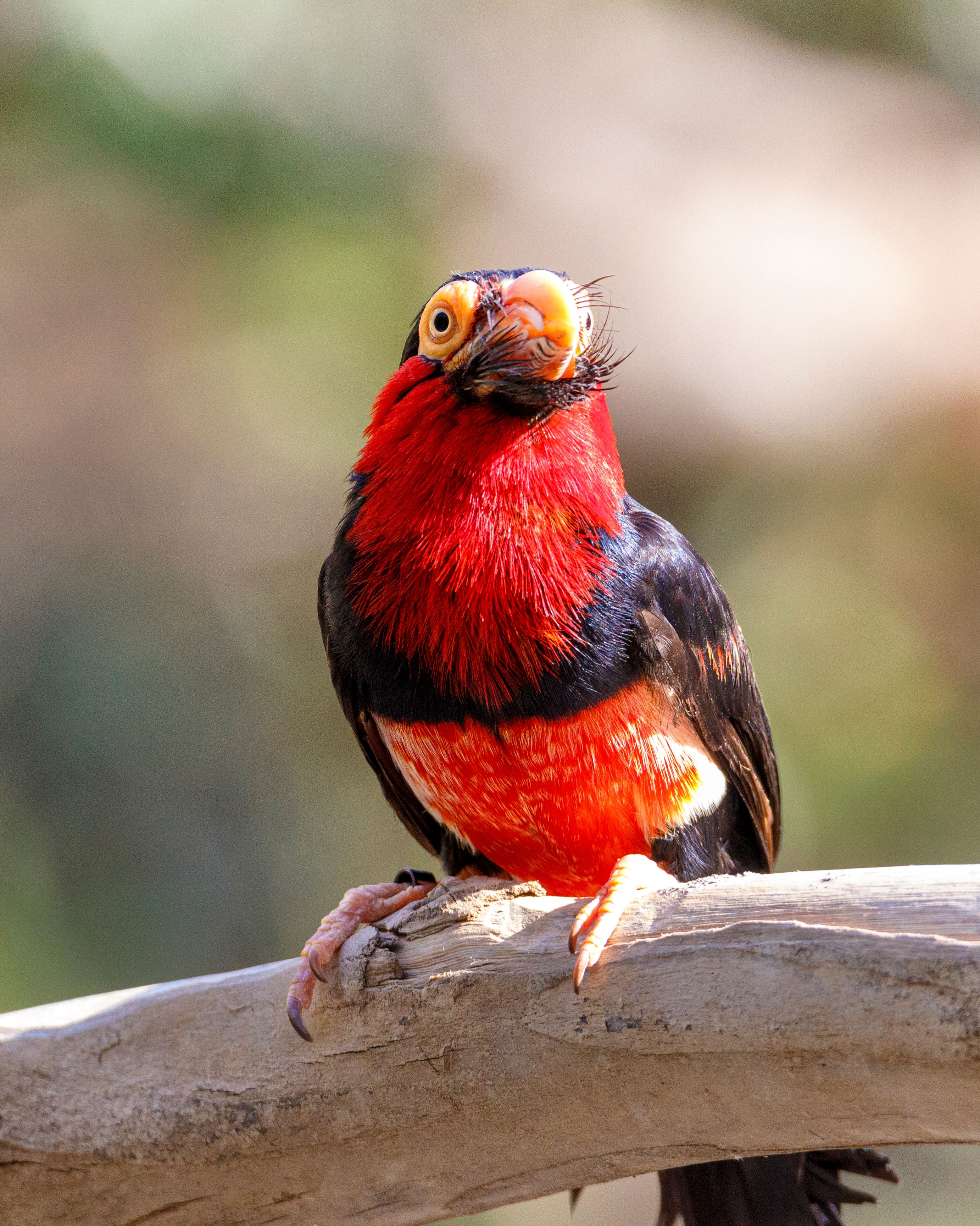 Closeup of Colorful Bearded Barbet Bird Sitting on Wooden Branch · Free ...