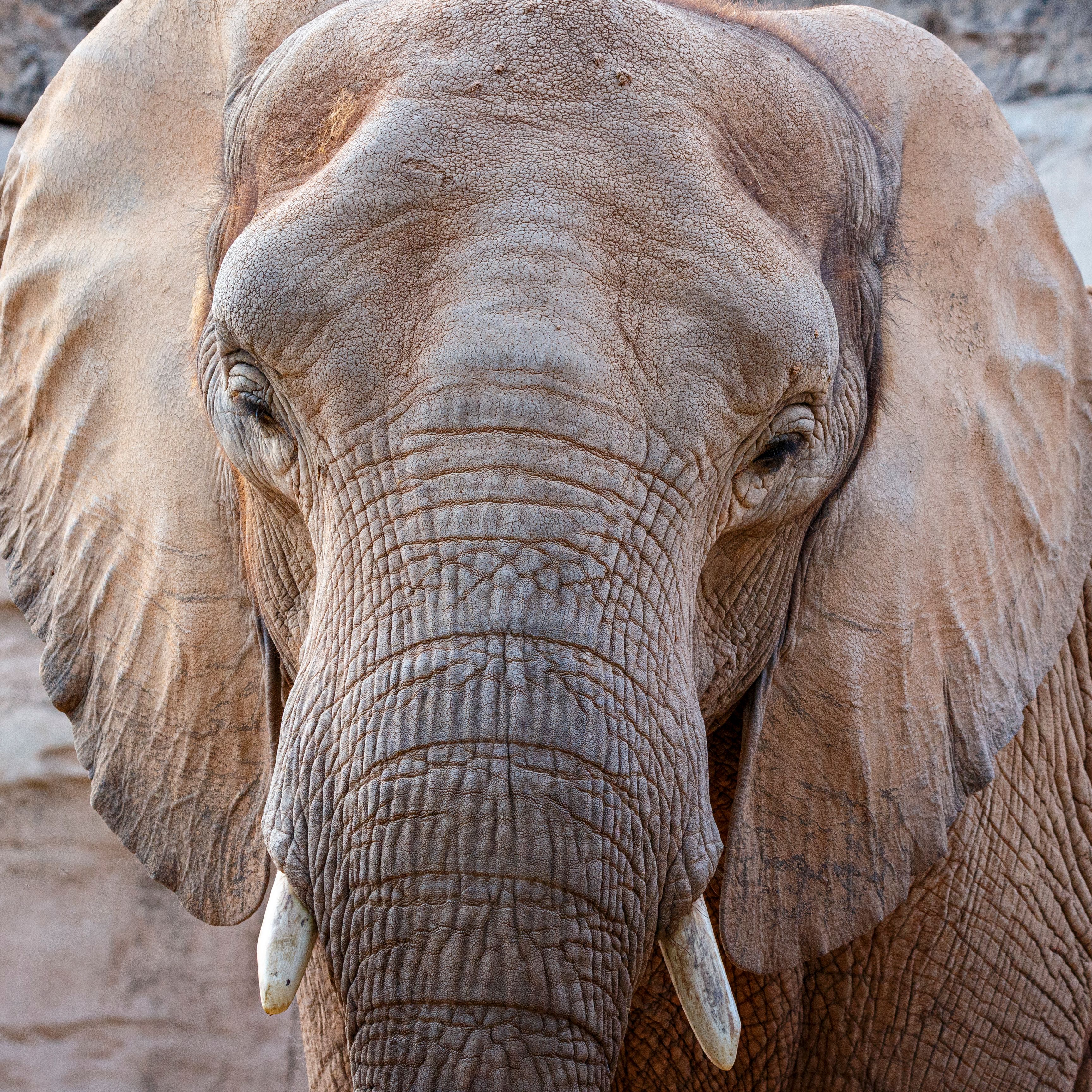 Close-up of an African Elephant Head · Free Stock Photo
