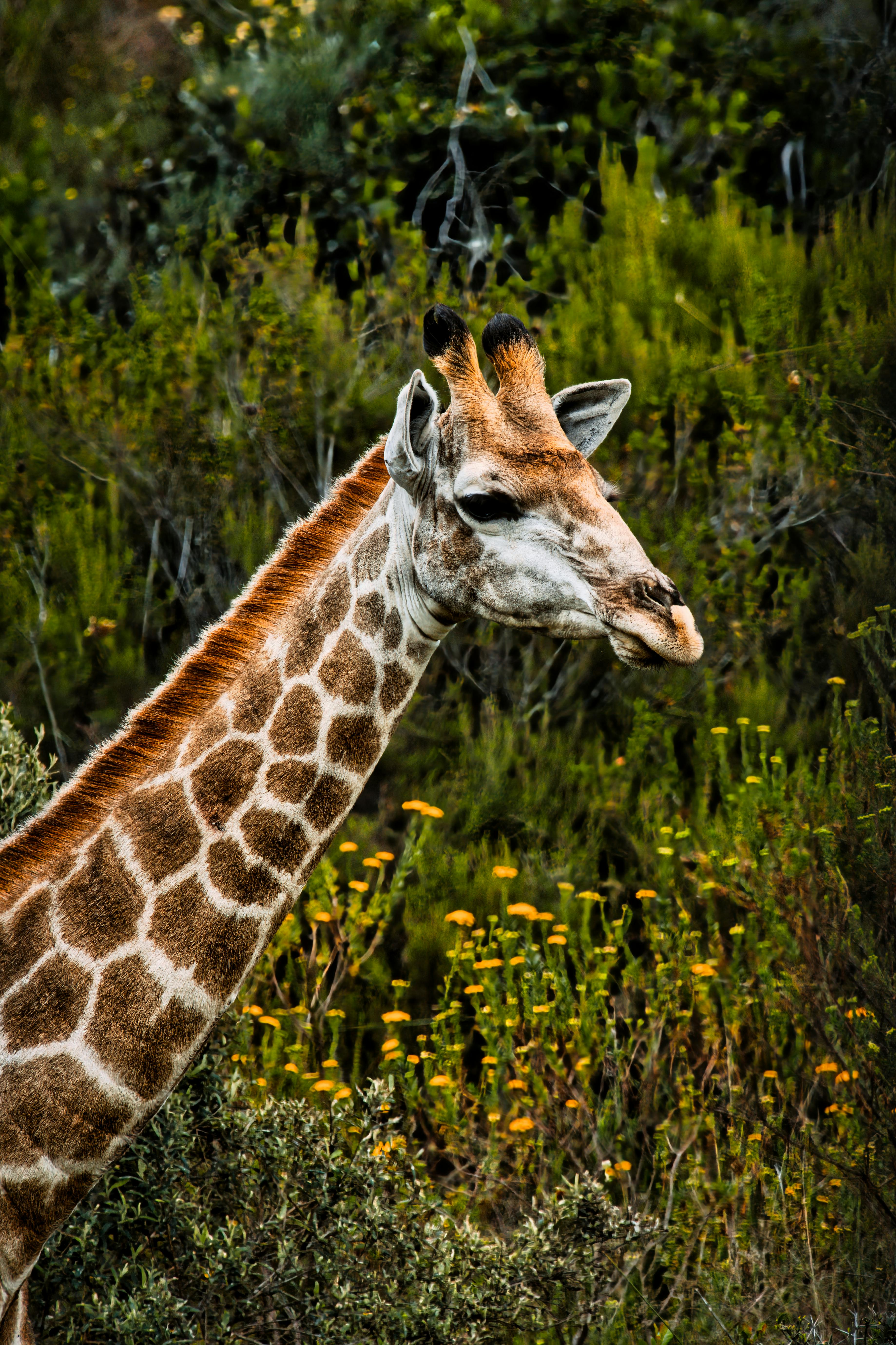 Close-up Photography Of Giraffe · Free Stock Photo