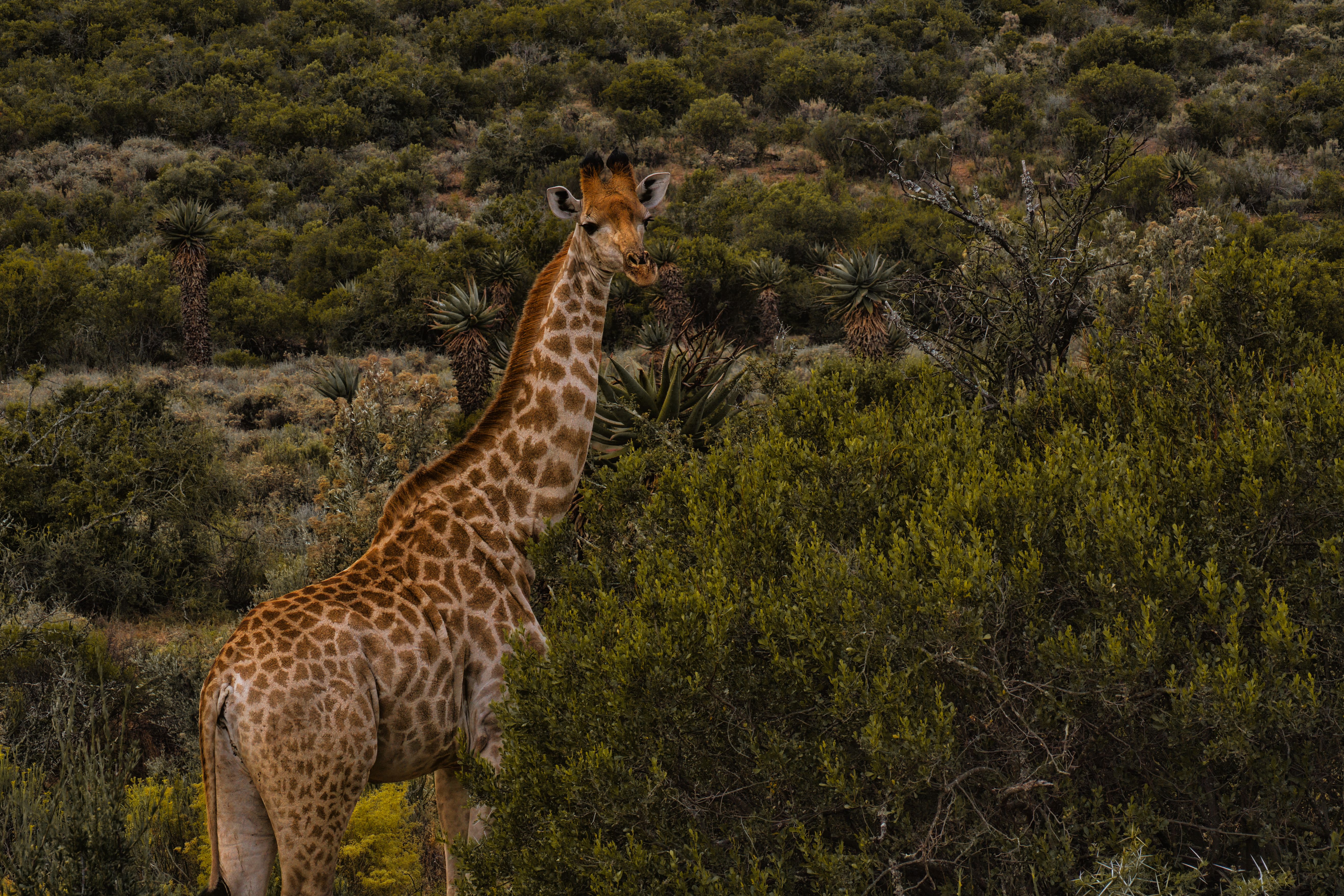 Giraffe in Bushes on Savannah · Free Stock Photo