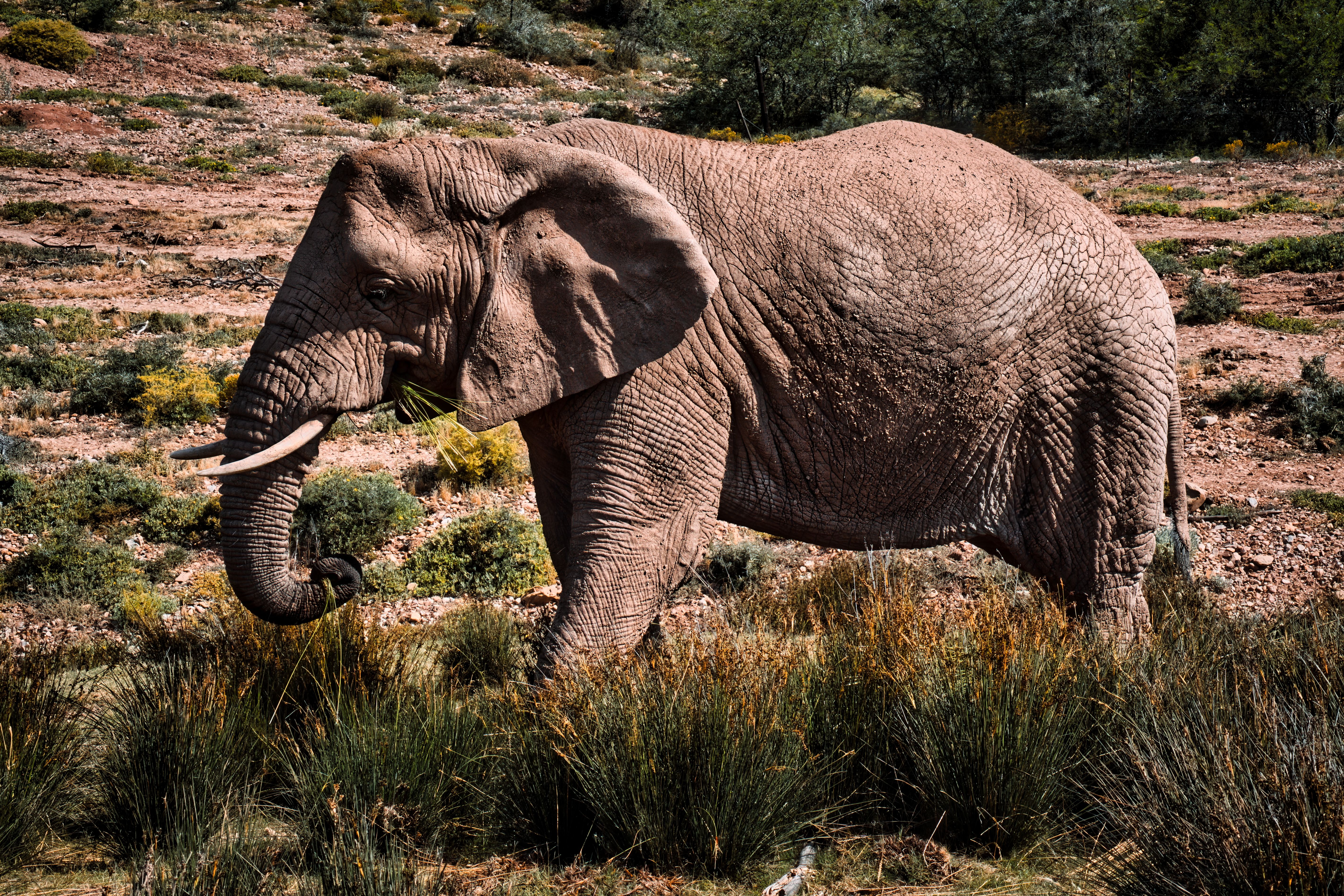 African Bush Elephant · Free Stock Photo