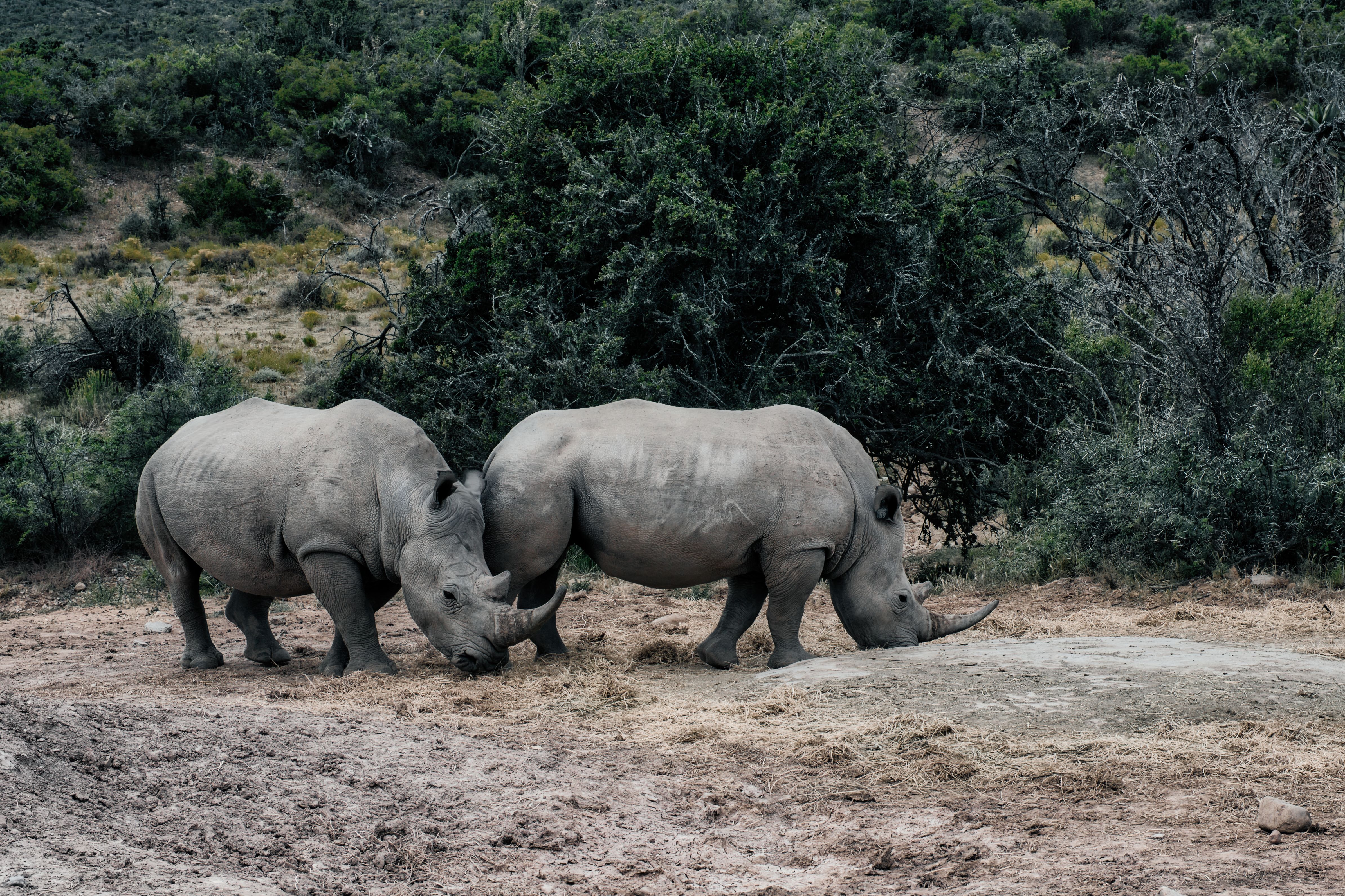 Northern White Rhinoceros · Free Stock Photo