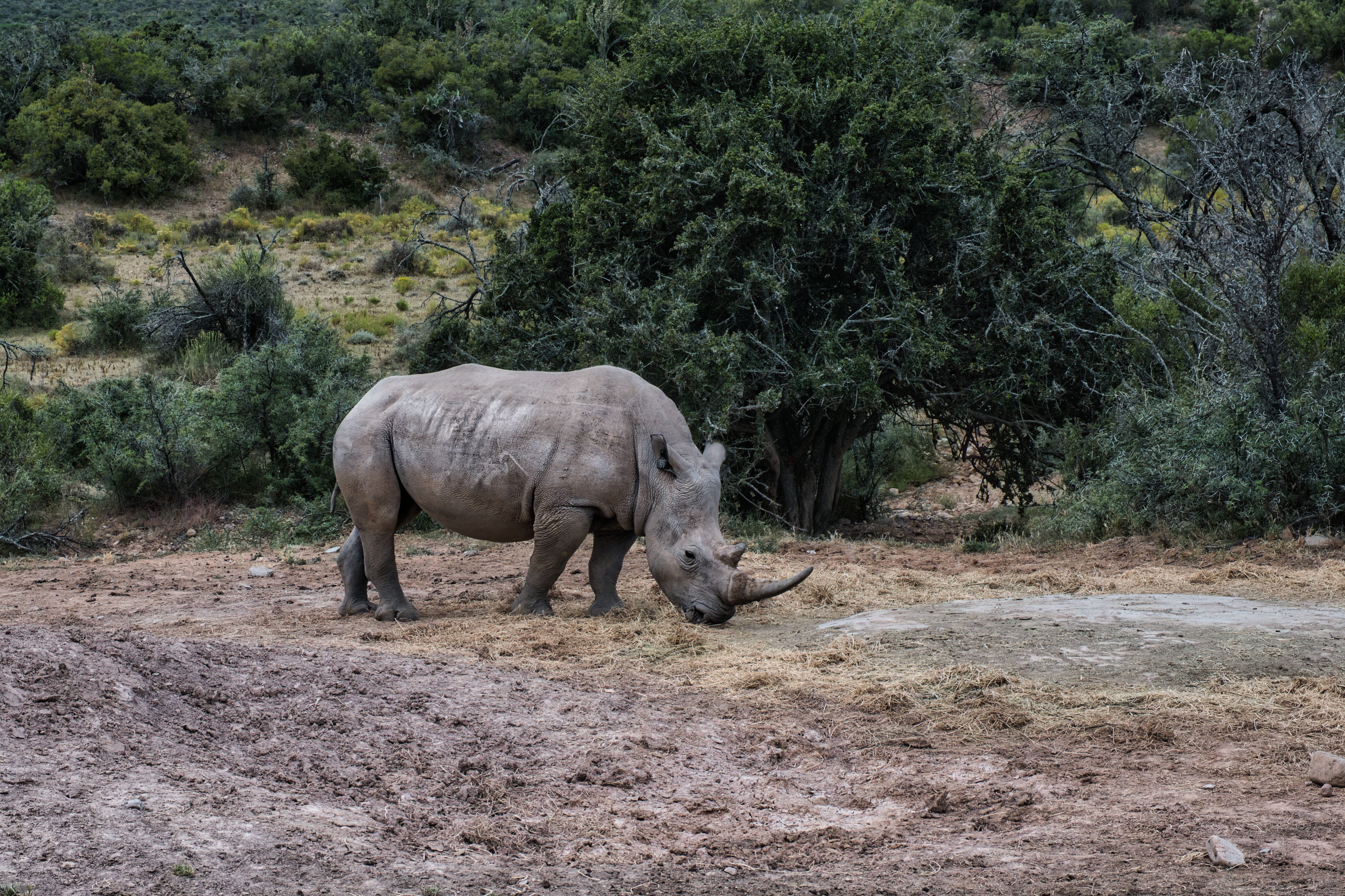 Rhino on Savanna · Free Stock Photo