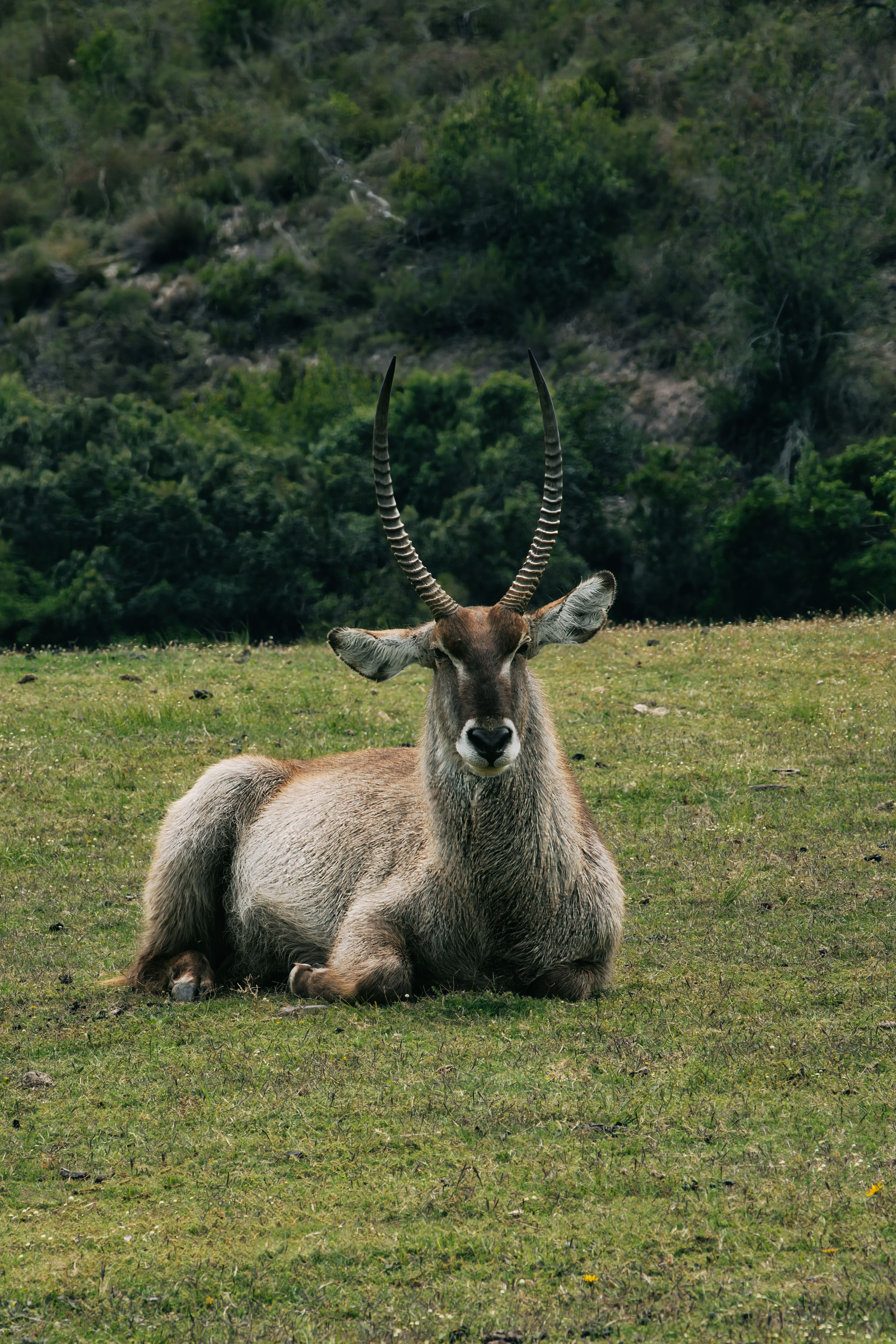Foto de stock gratuita sobre @al aire libre, áfrica, animal, antílope ...