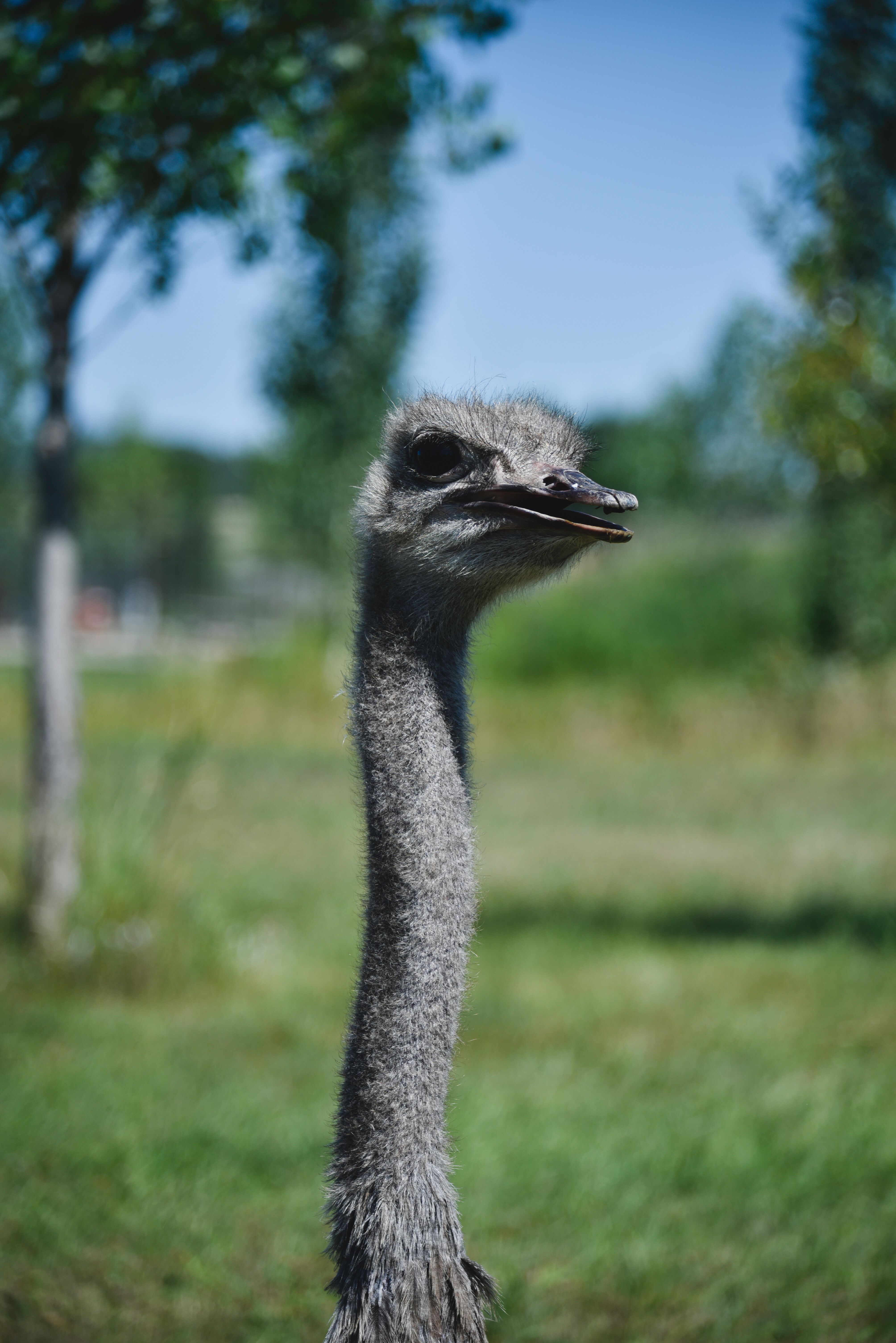 Ostrich Anatomy Photos, Download The BEST Free Ostrich Anatomy Stock ...
