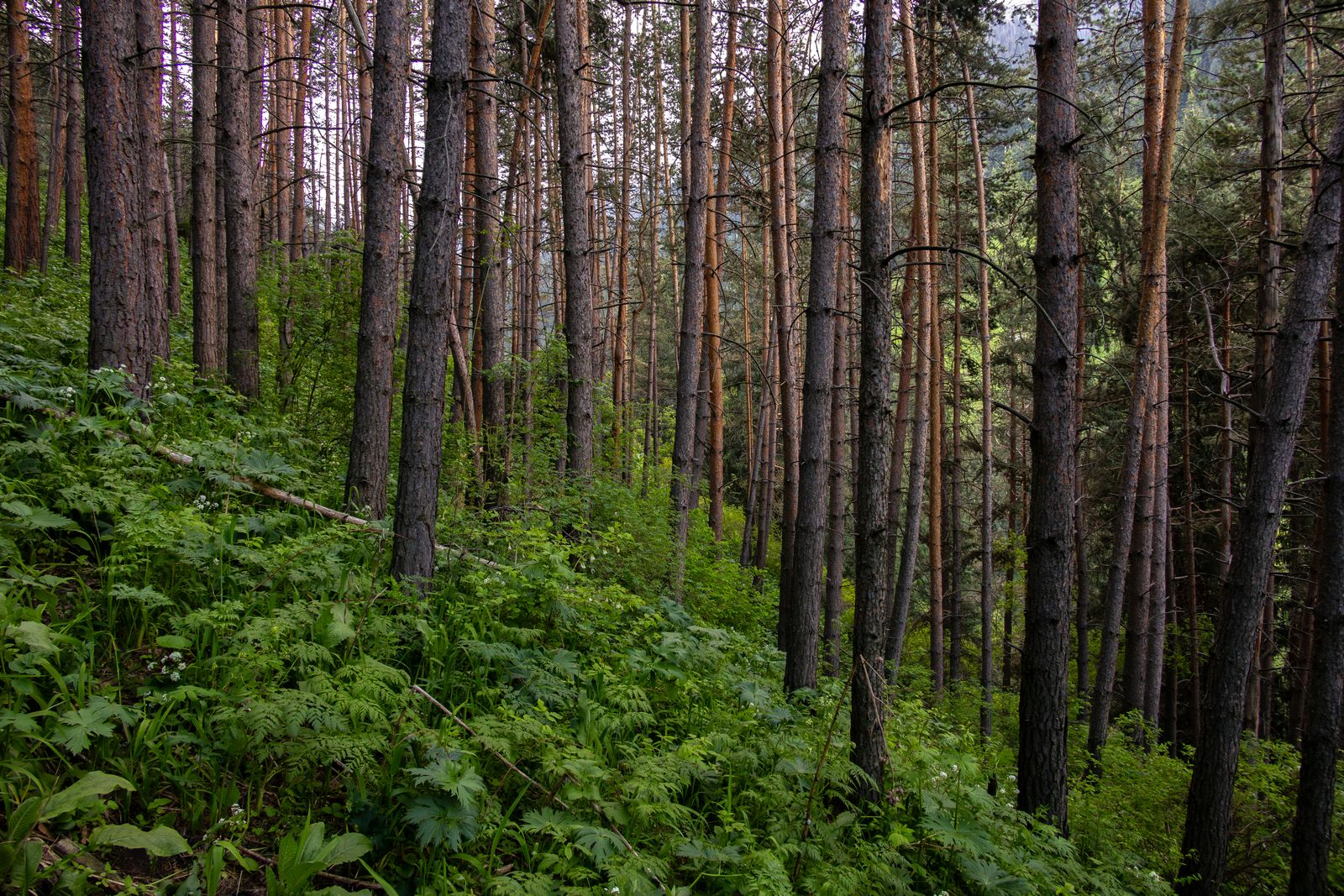 Pine Tree Photos, Download The BEST Free Pine Tree Stock Photos & HD Images