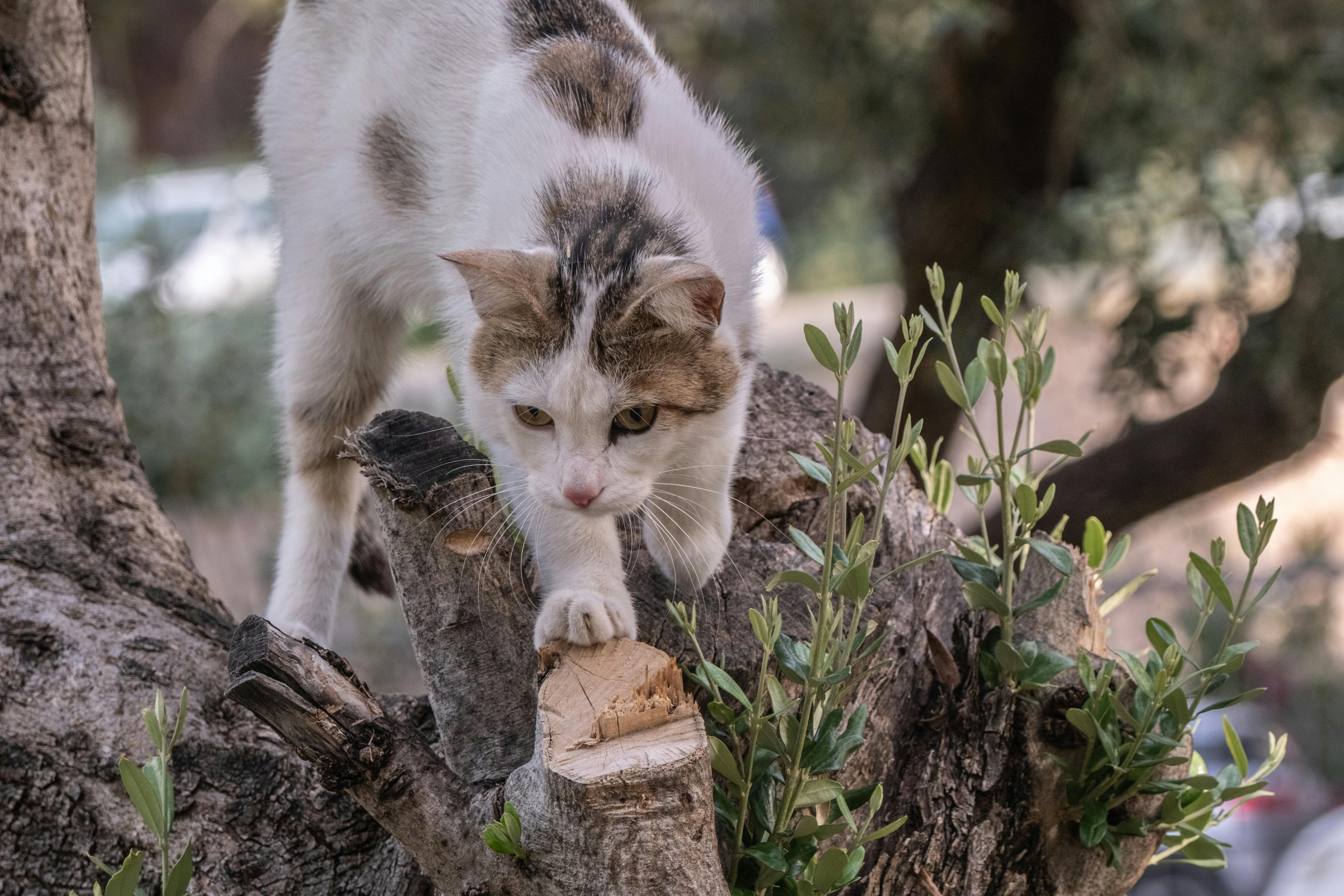 Cat on Tree Trunk · Free Stock Photo