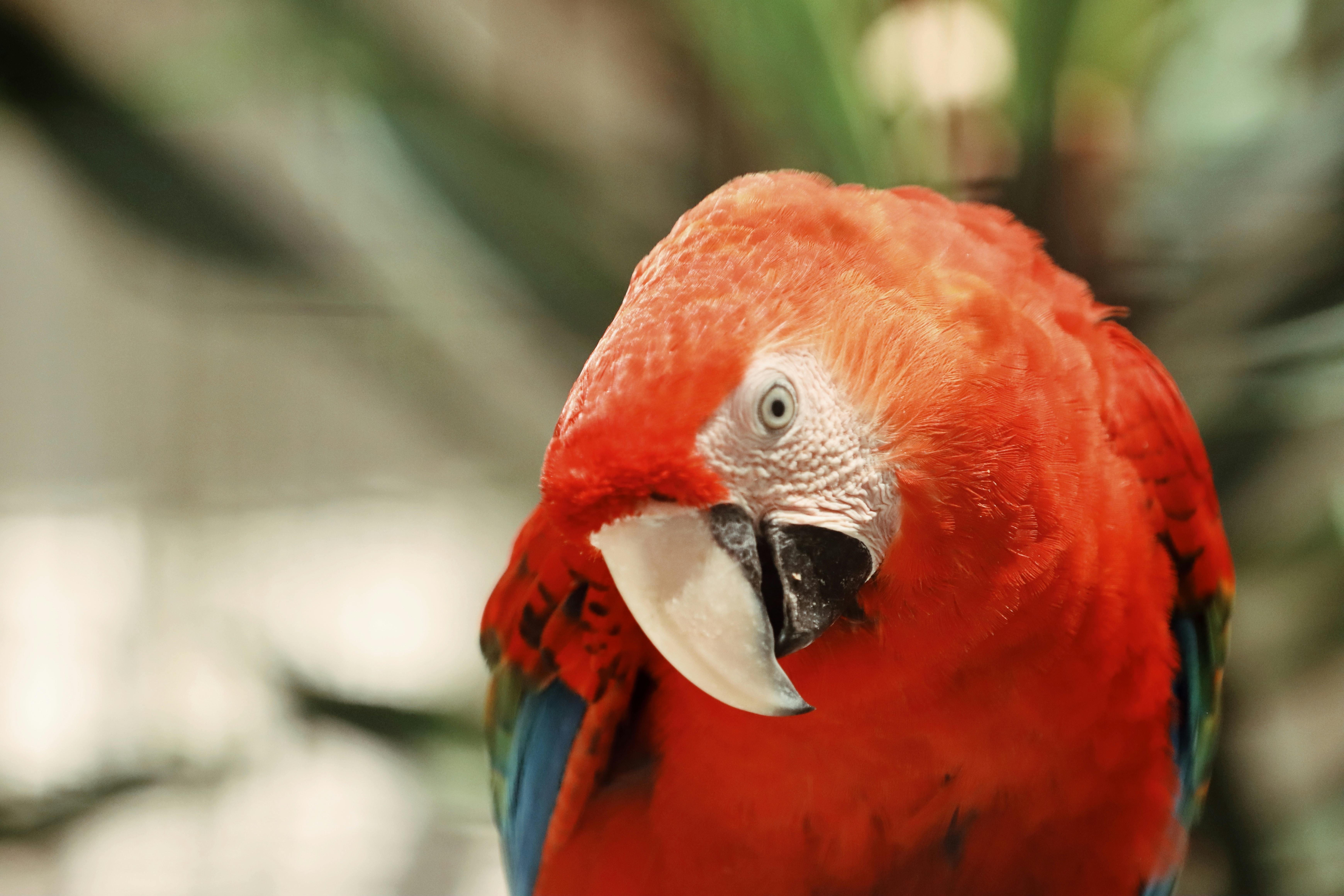 Portrait of a Red Macaw · Free Stock Photo