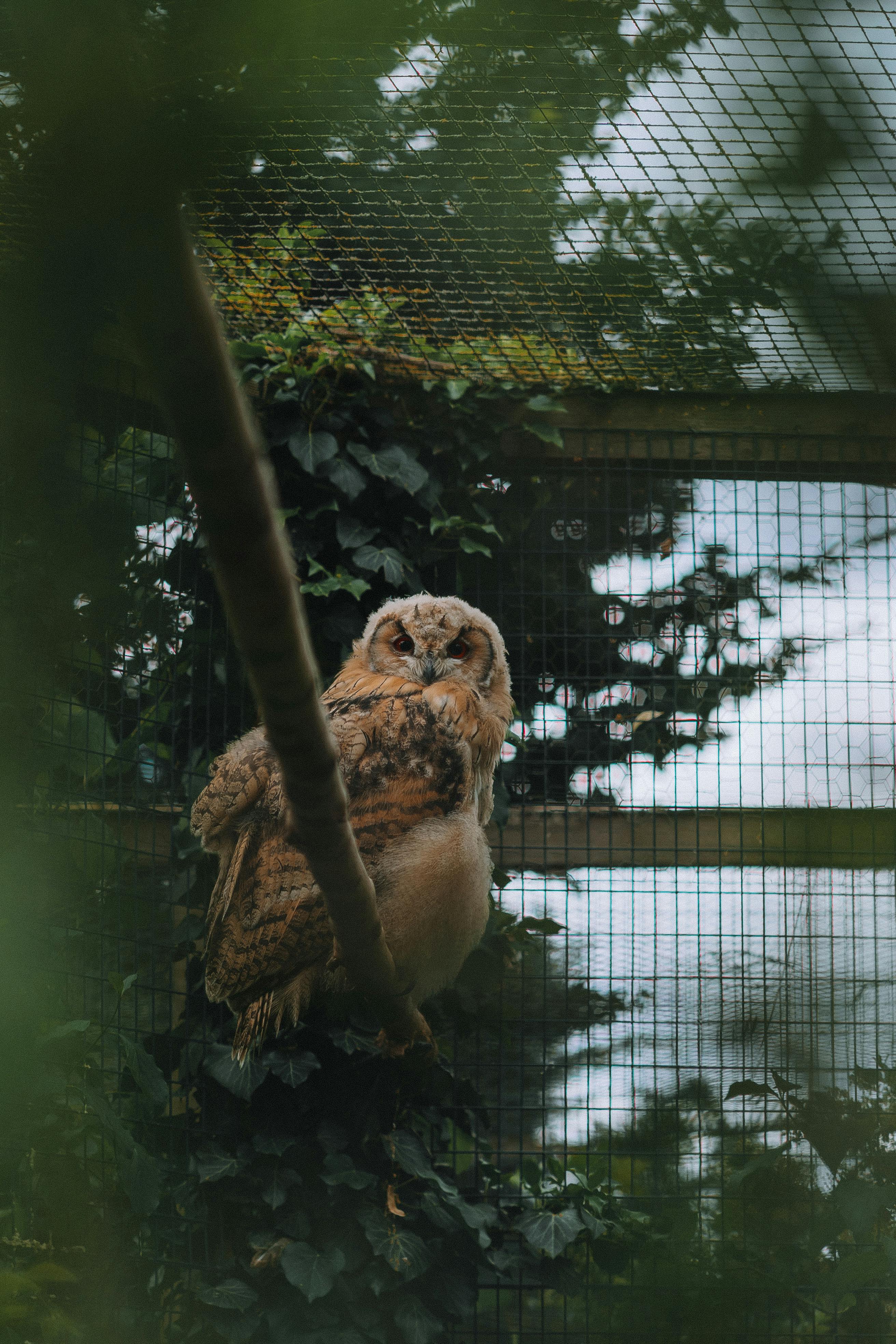 Owl Cage Photos, Download The BEST Free Owl Cage Stock Photos & HD Images