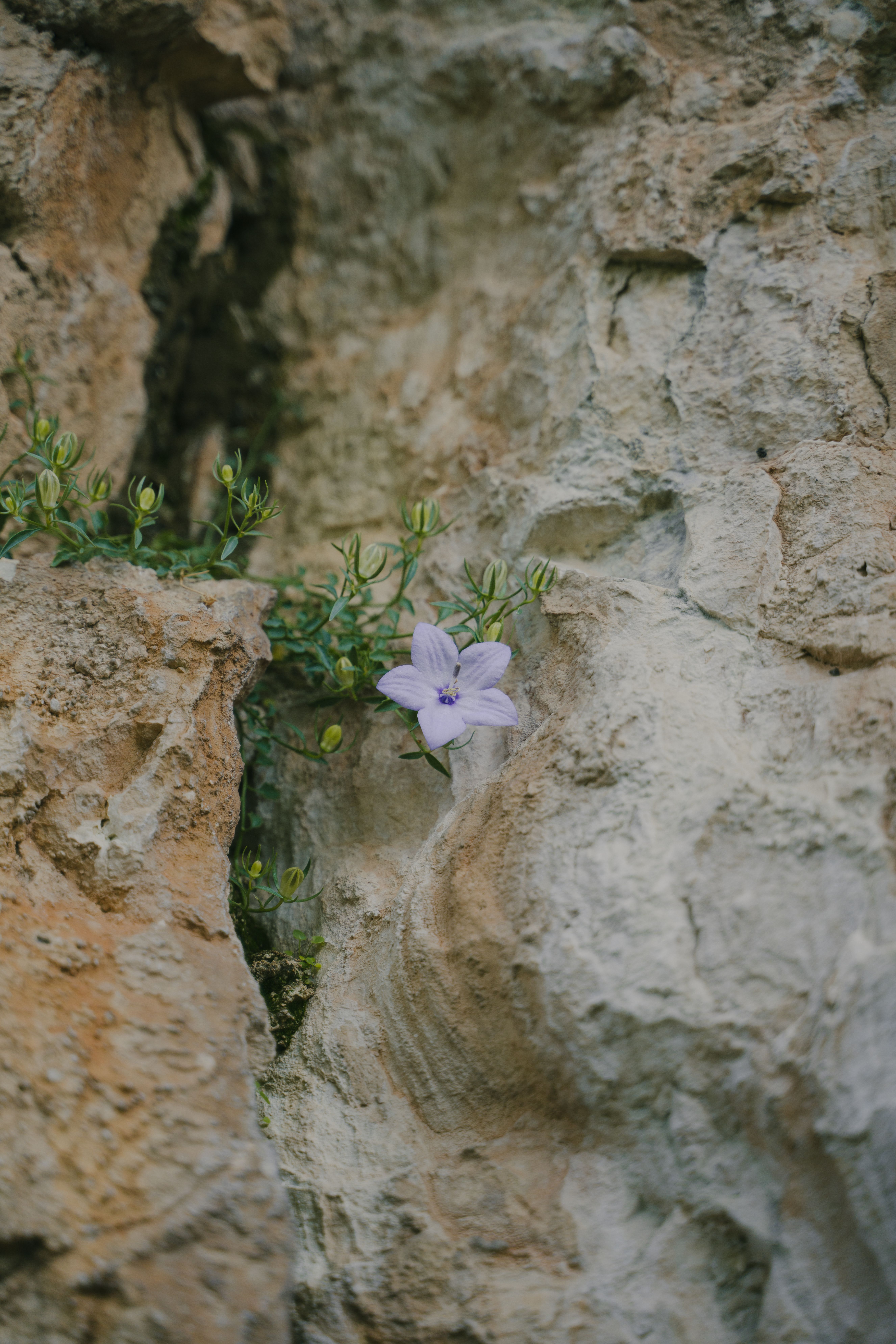 Two Yellow Flowers Surrounded by Rocks · Free Stock Photo