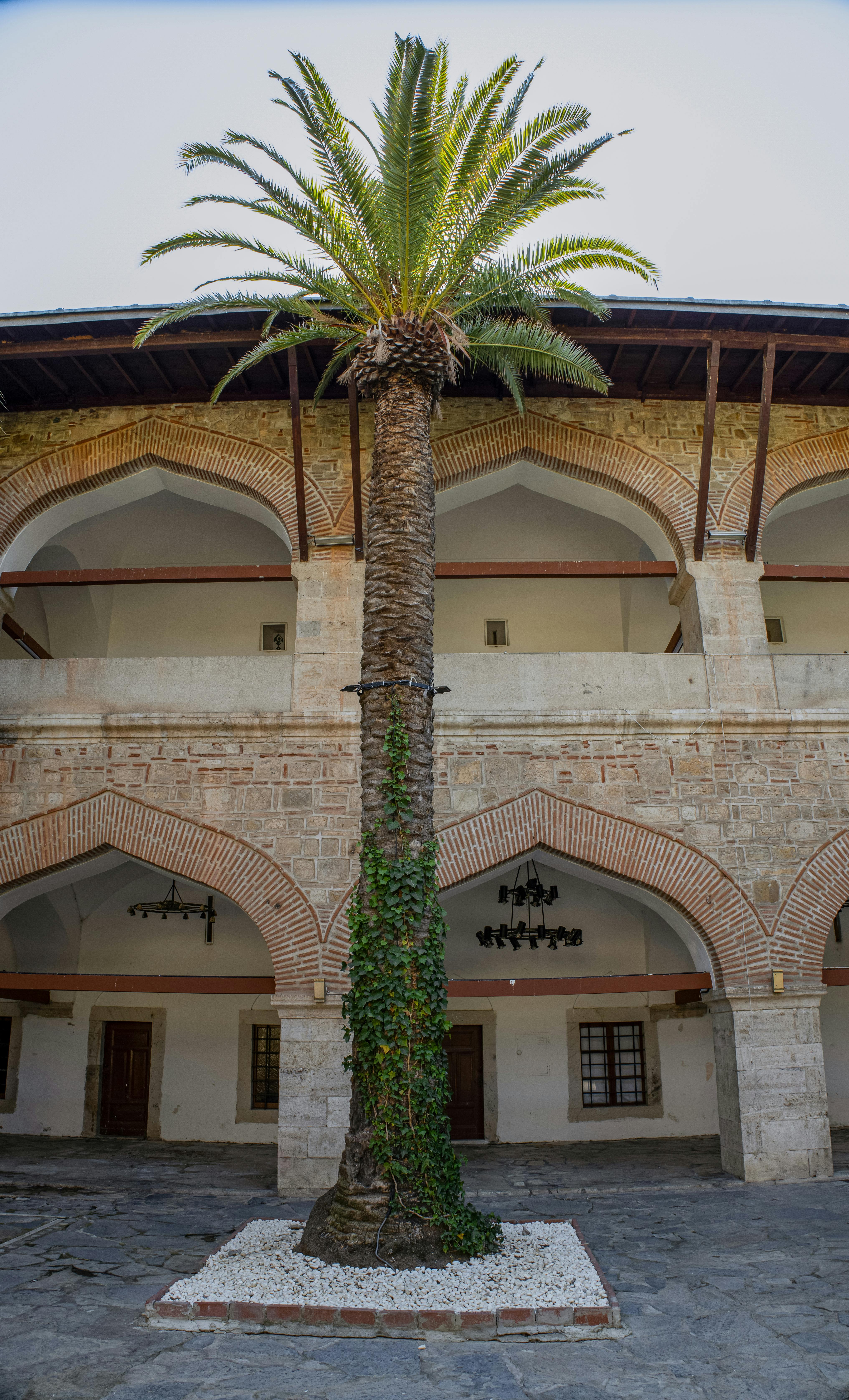 Palm Tree at Okuz Mehmed Pasha Caravanserai in Kusadasi, Turkey · Free ...
