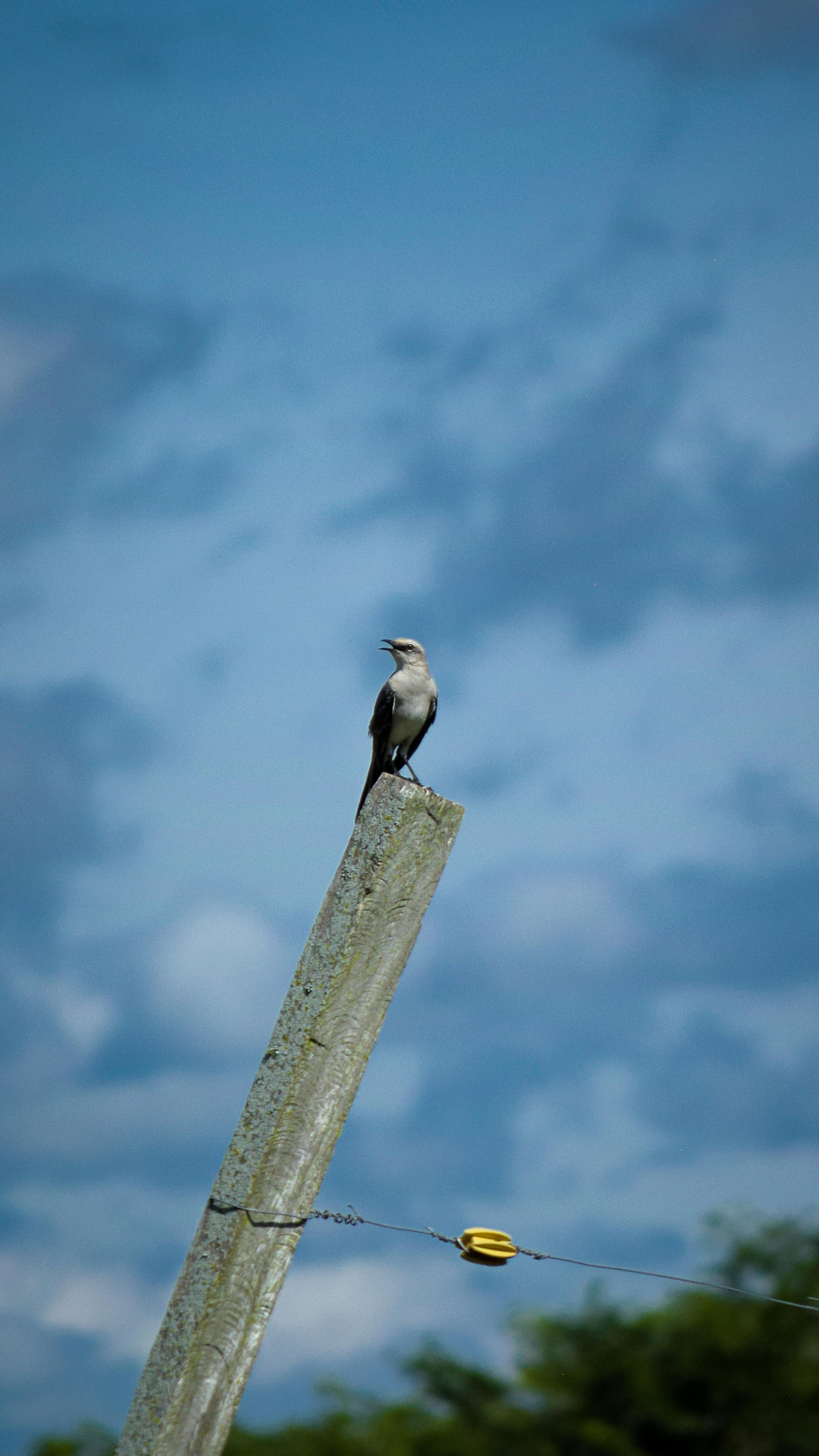 Bird on Post · Free Stock Photo